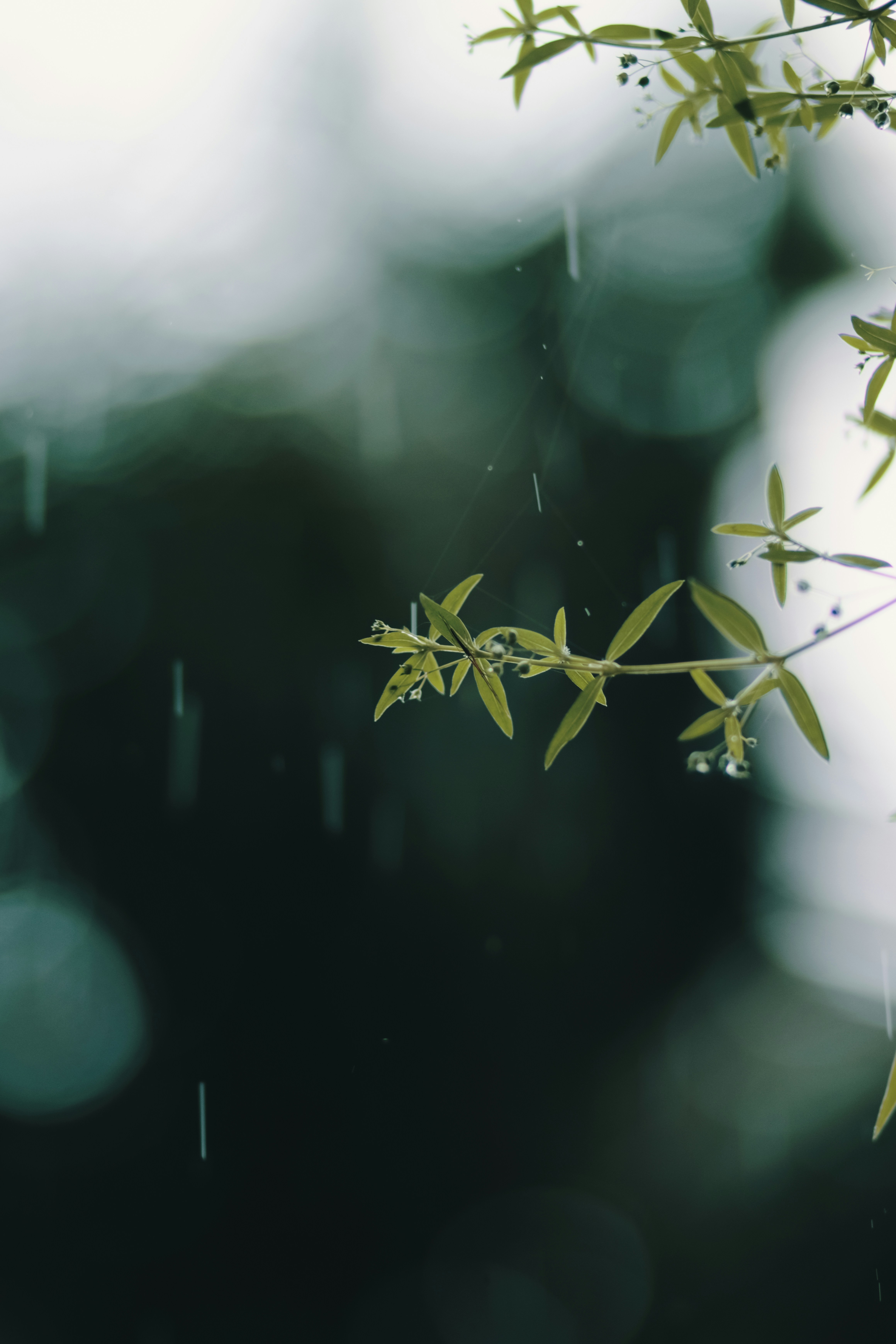 A close up of a plant photo – Free Flower Image on Unsplash