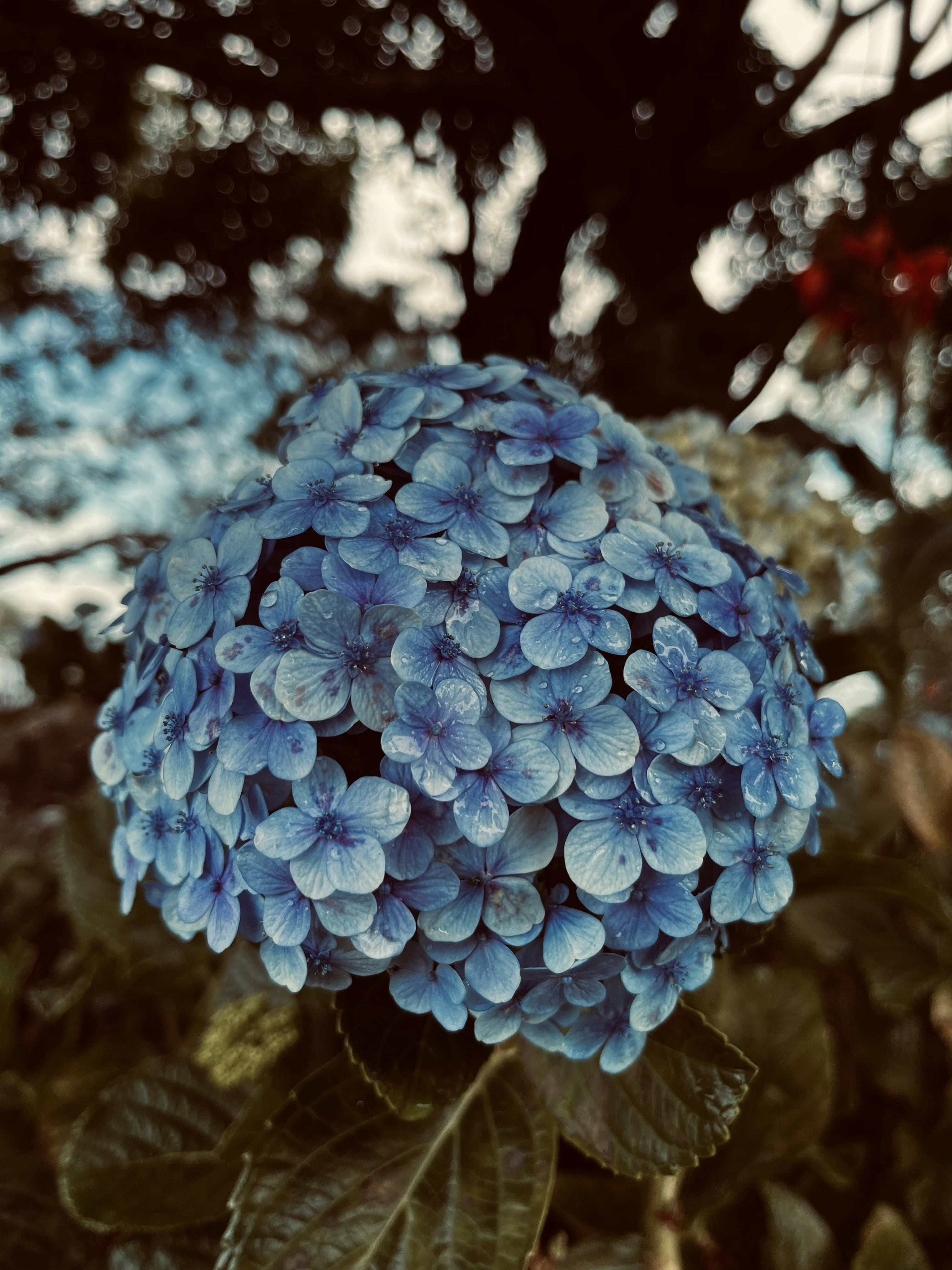 A close up of a blue flower photo – Free Flower Image on Unsplash