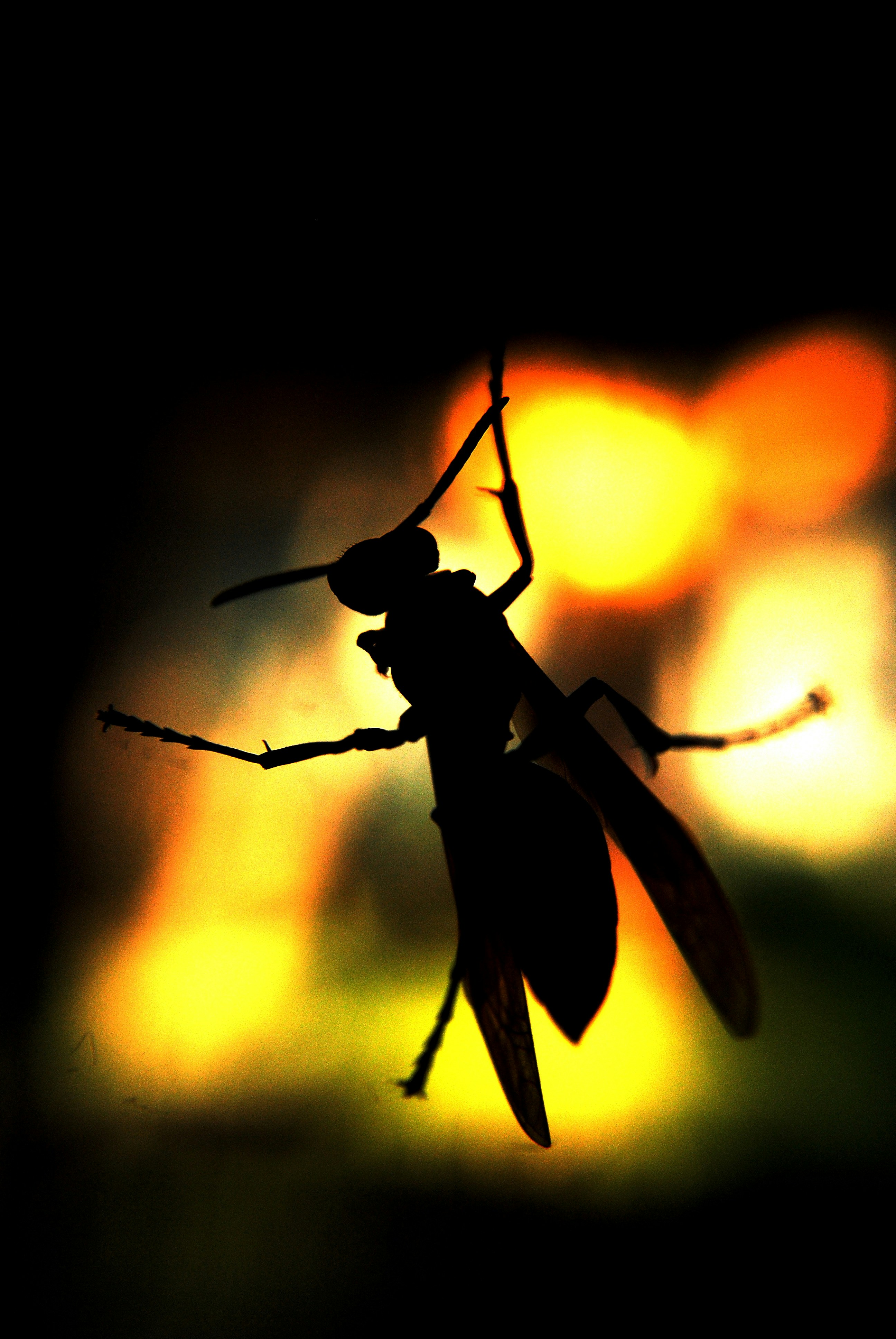 Wasp Silhouette Amid Velvet Backlight and Neon Bokeh