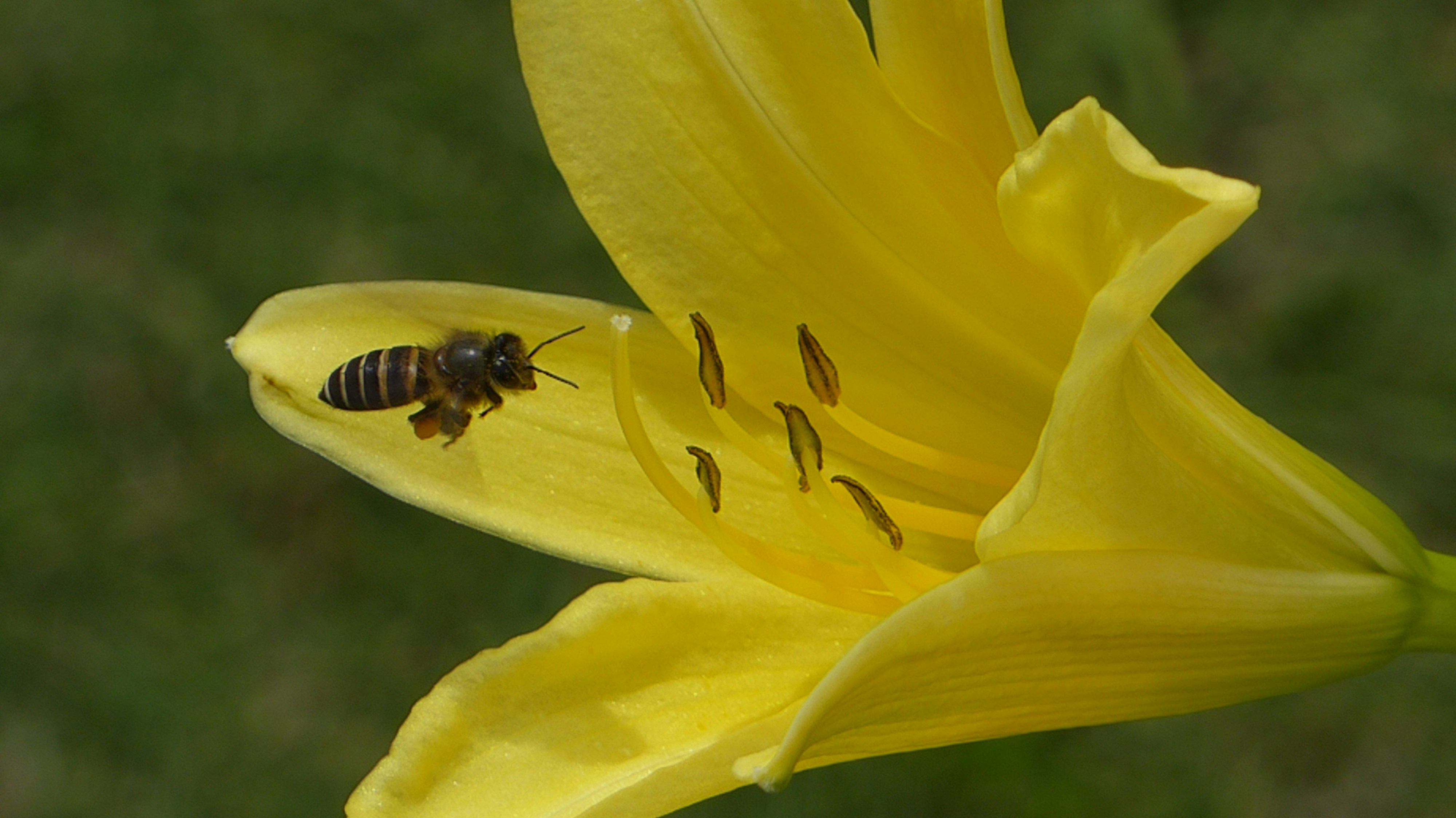 Bee hovering near the center of a vibrant yellow lily, showcasing the delicate relationship between flora and fauna.
