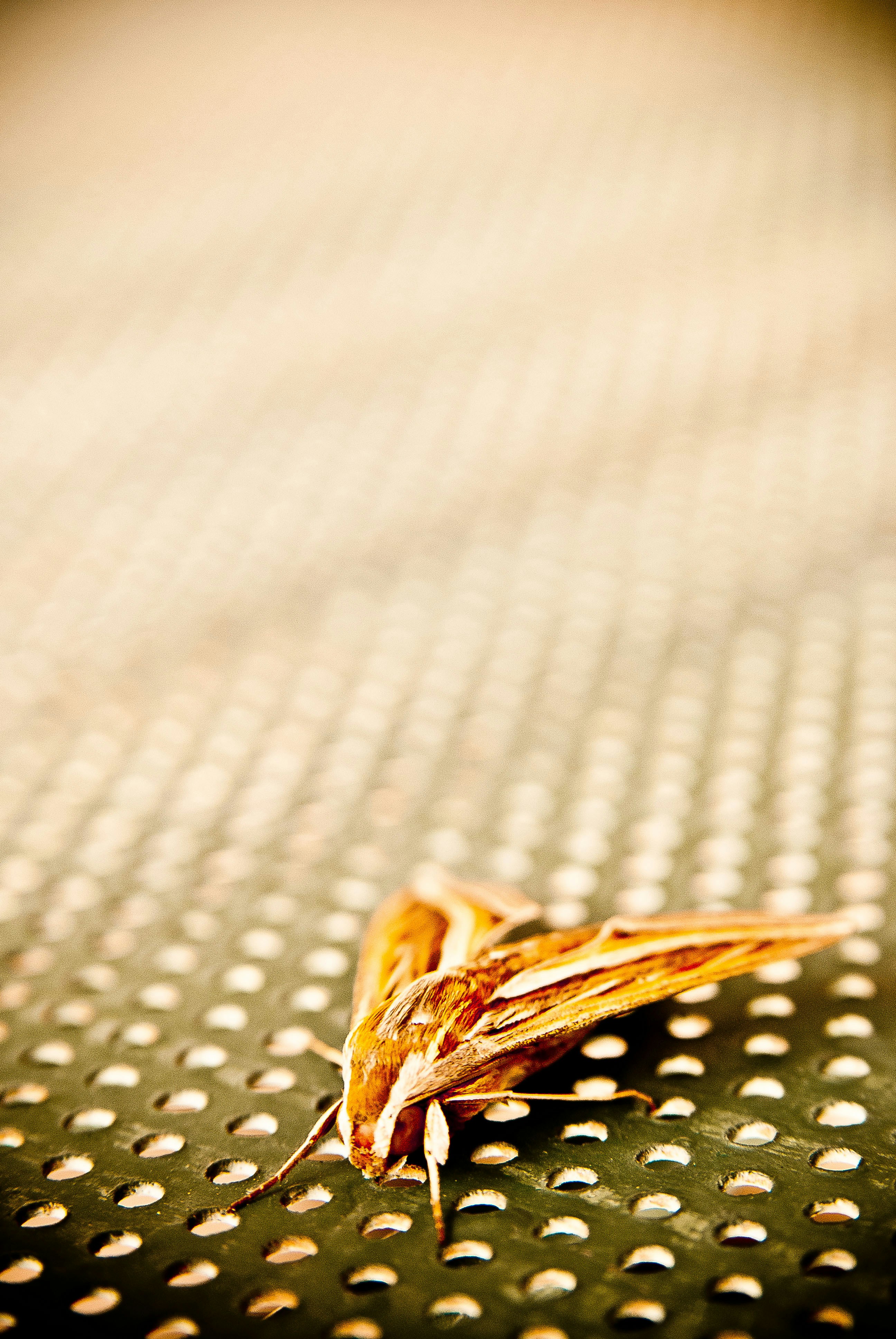 A close up of a bug photo – Free Beige Image on Unsplash