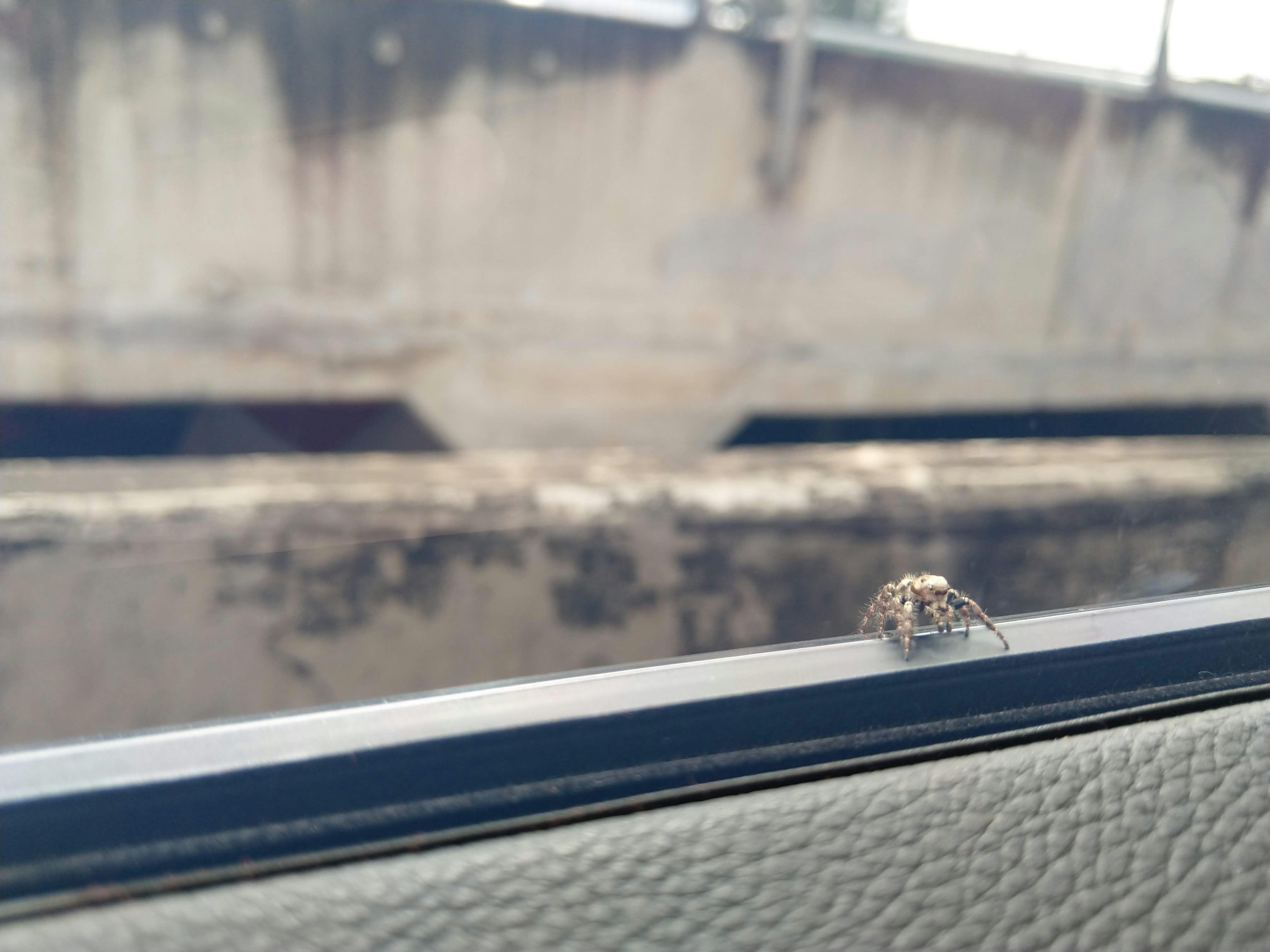 Close-up photograph of a tiny, speckled insect perched on a chrome window rail with a blurred canal backdrop.