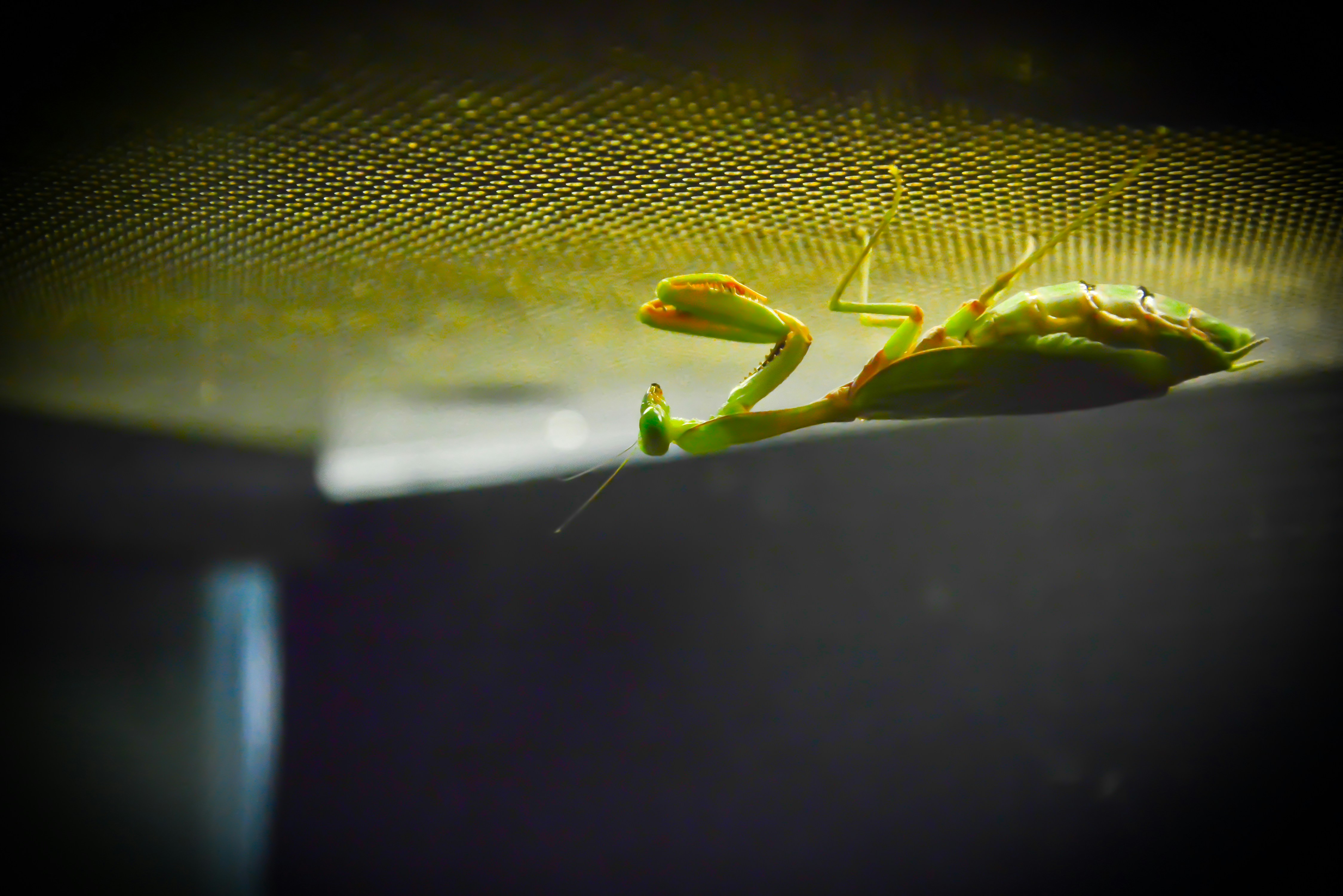 Emerald Sentinel: a tiny frog clinging to a ledge beneath a sunlit mesh