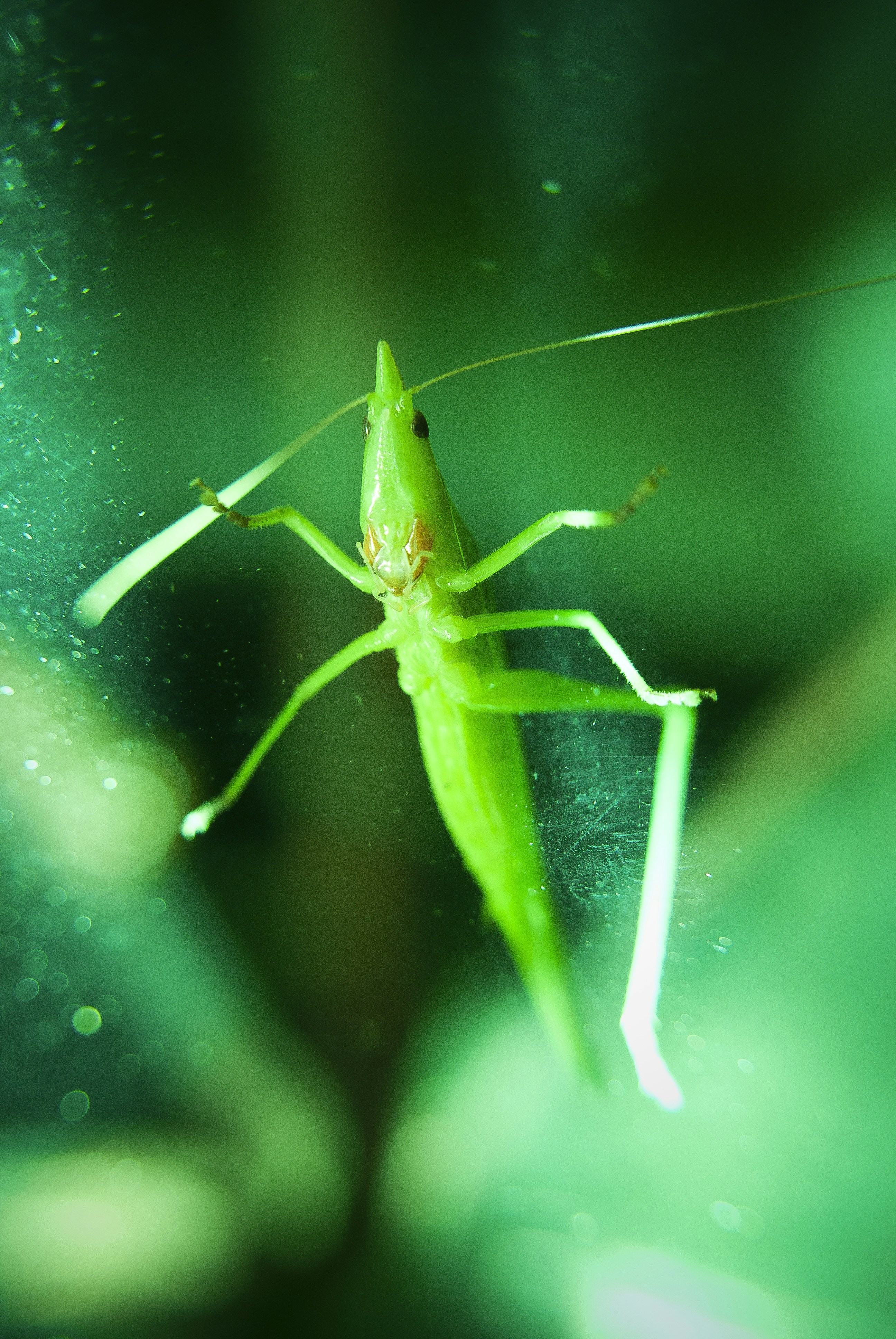 A green insect with a long tail photo – Free Bugs Image on Unsplash