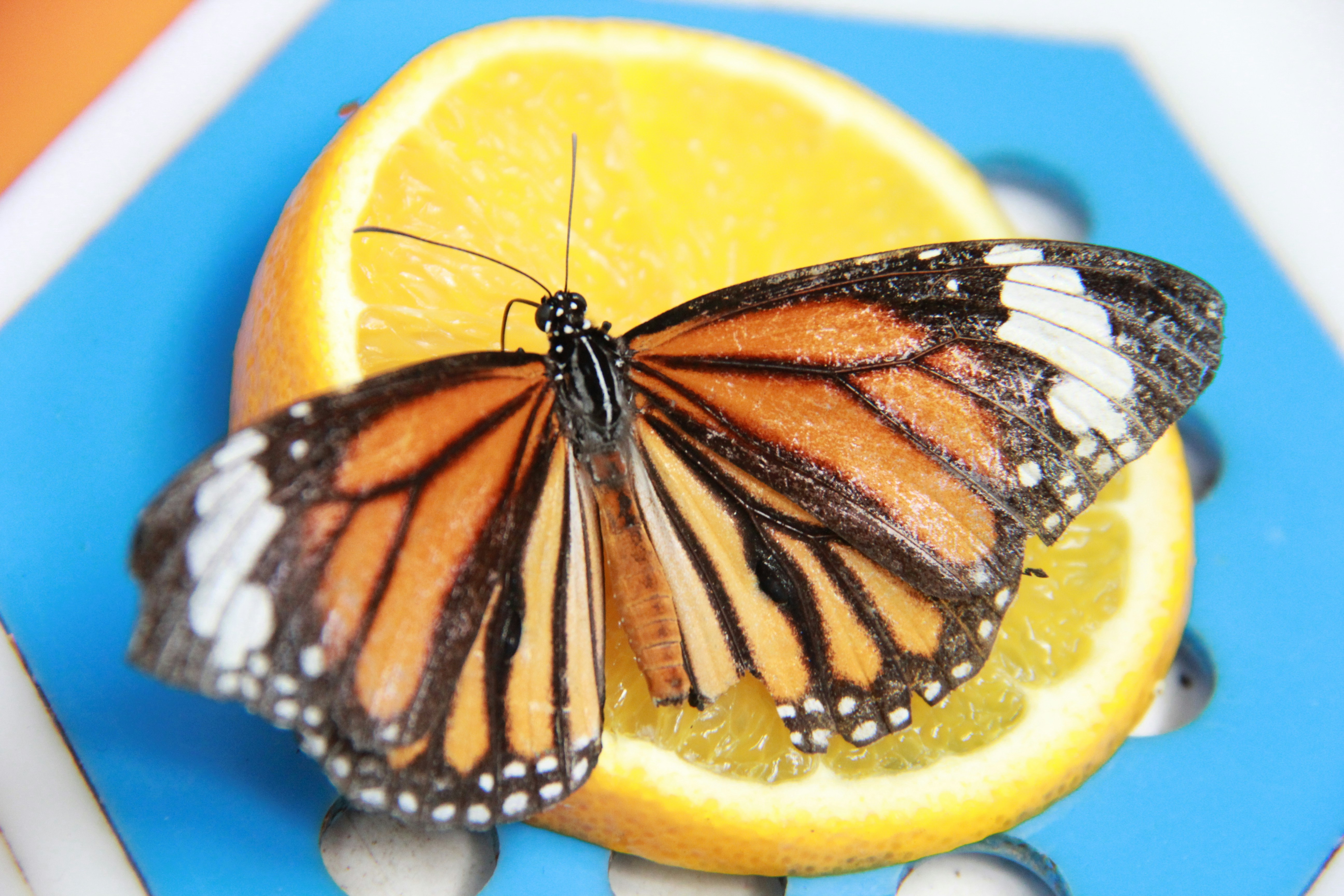 Monarch Resting on Citrus: A Moment of Vivid Contrast