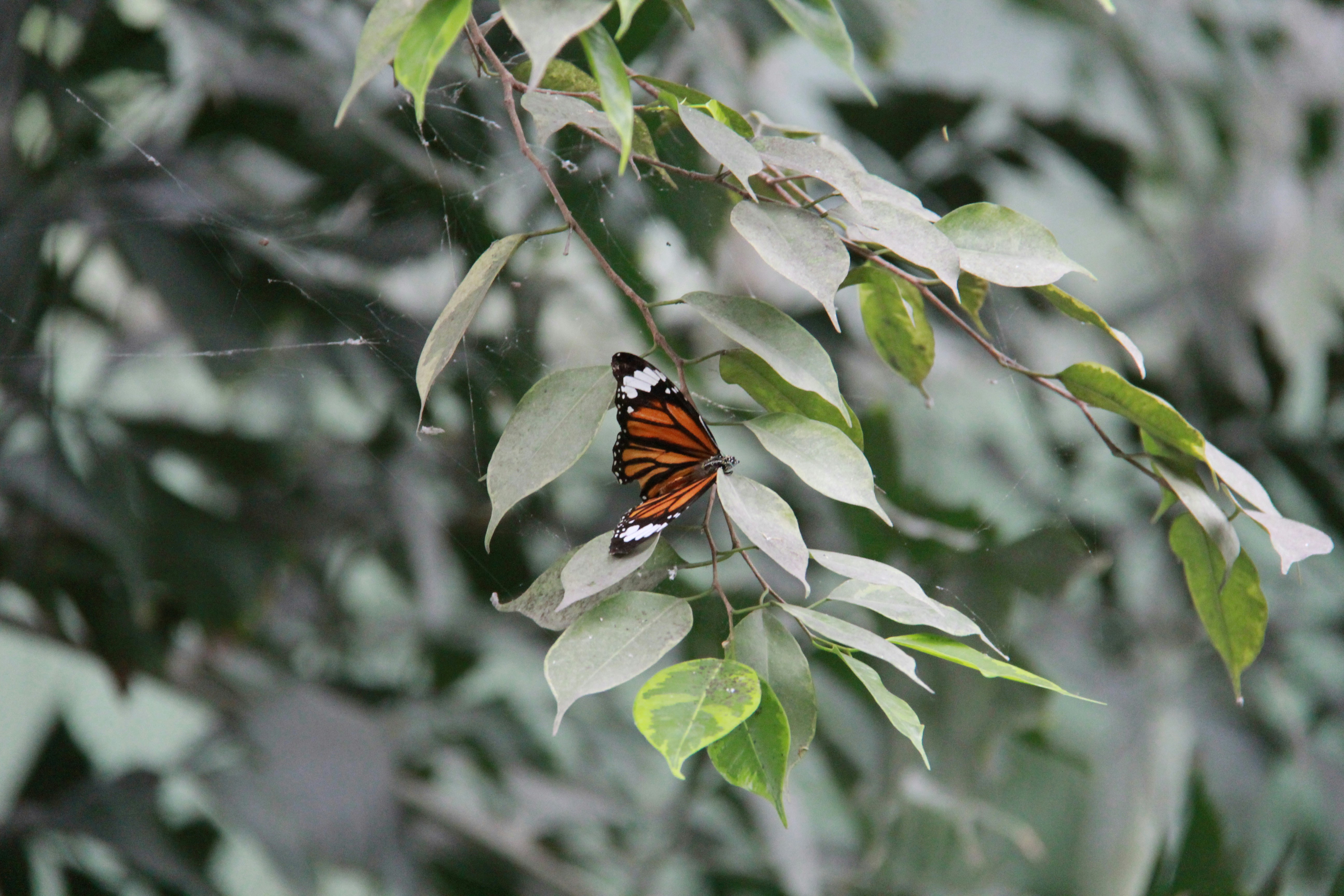 A butterfly on a tree branch photo – Free Butterfly Image on Unsplash