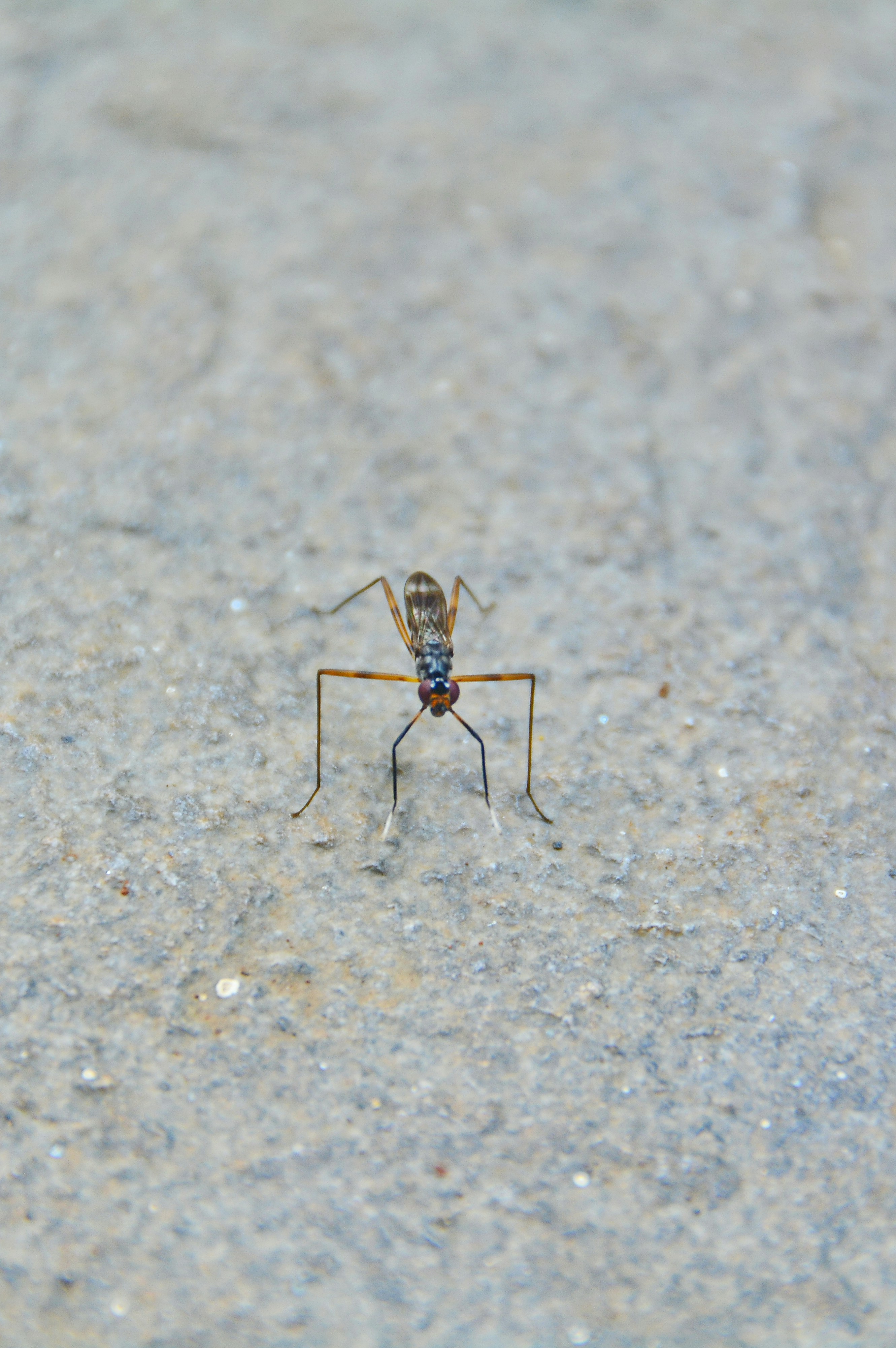 Crane Fly on Weathered Concrete: A Study in Leg Geometry