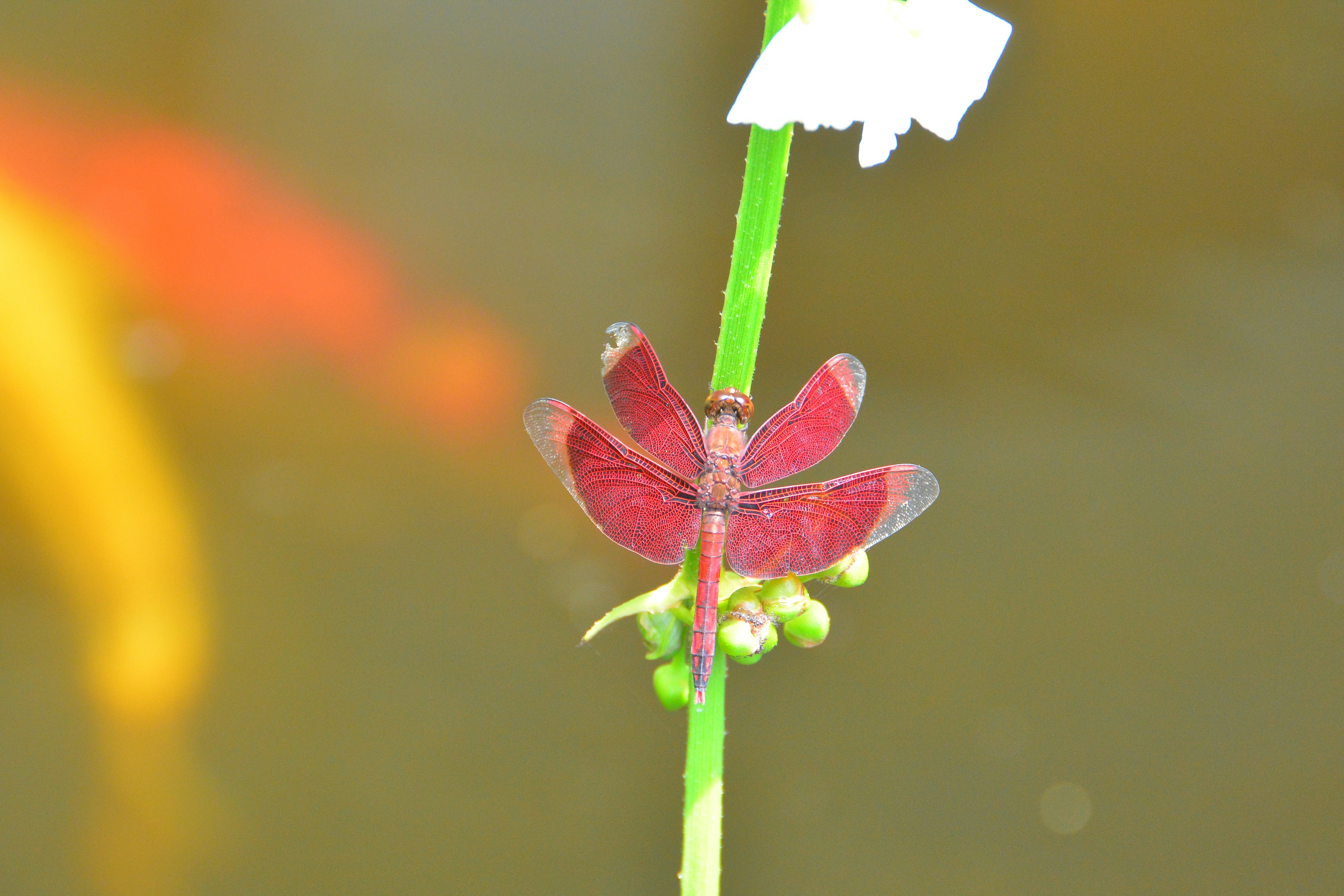 a close-up of a flower