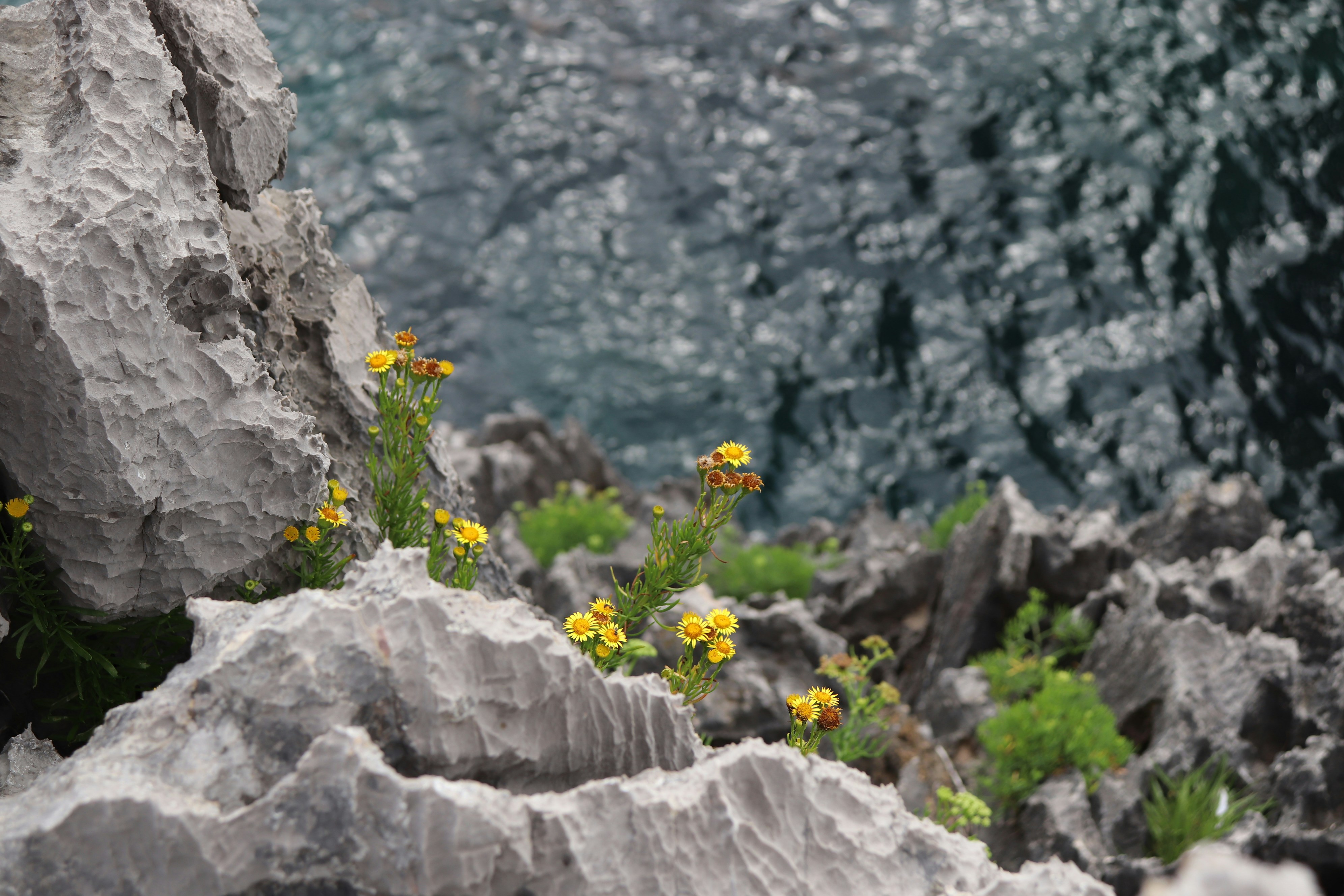 Yellow wildflowers thrive on rugged cliffs overlooking a shimmering body of water, showcasing nature's beauty in harsh environments.