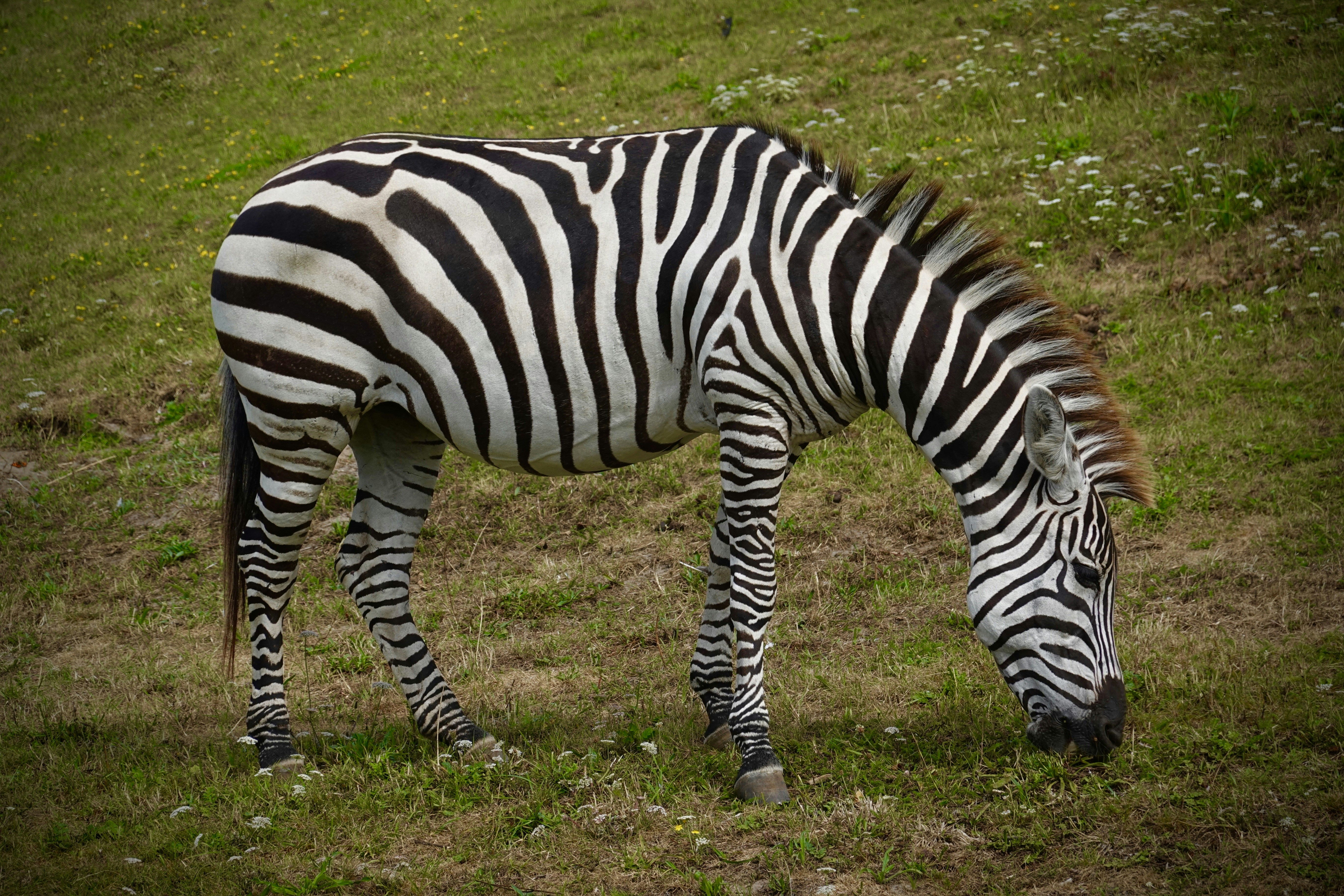 Foto Una cebra comiendo hierba – Imagen Cebra gratis en Unsplash