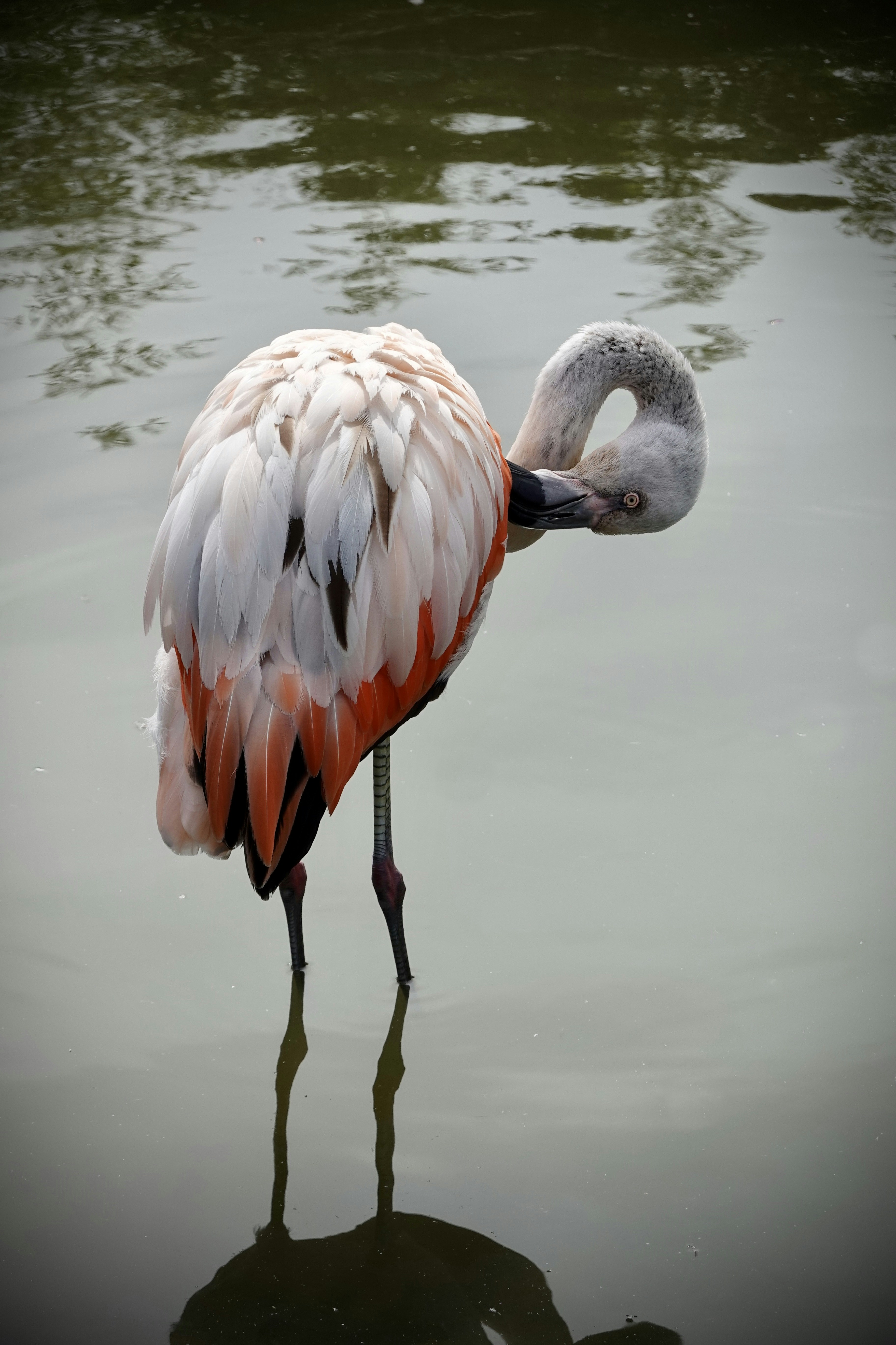Flamingo grooming its feathers while standing in shallow water, showcasing vibrant plumage and delicate reflection.