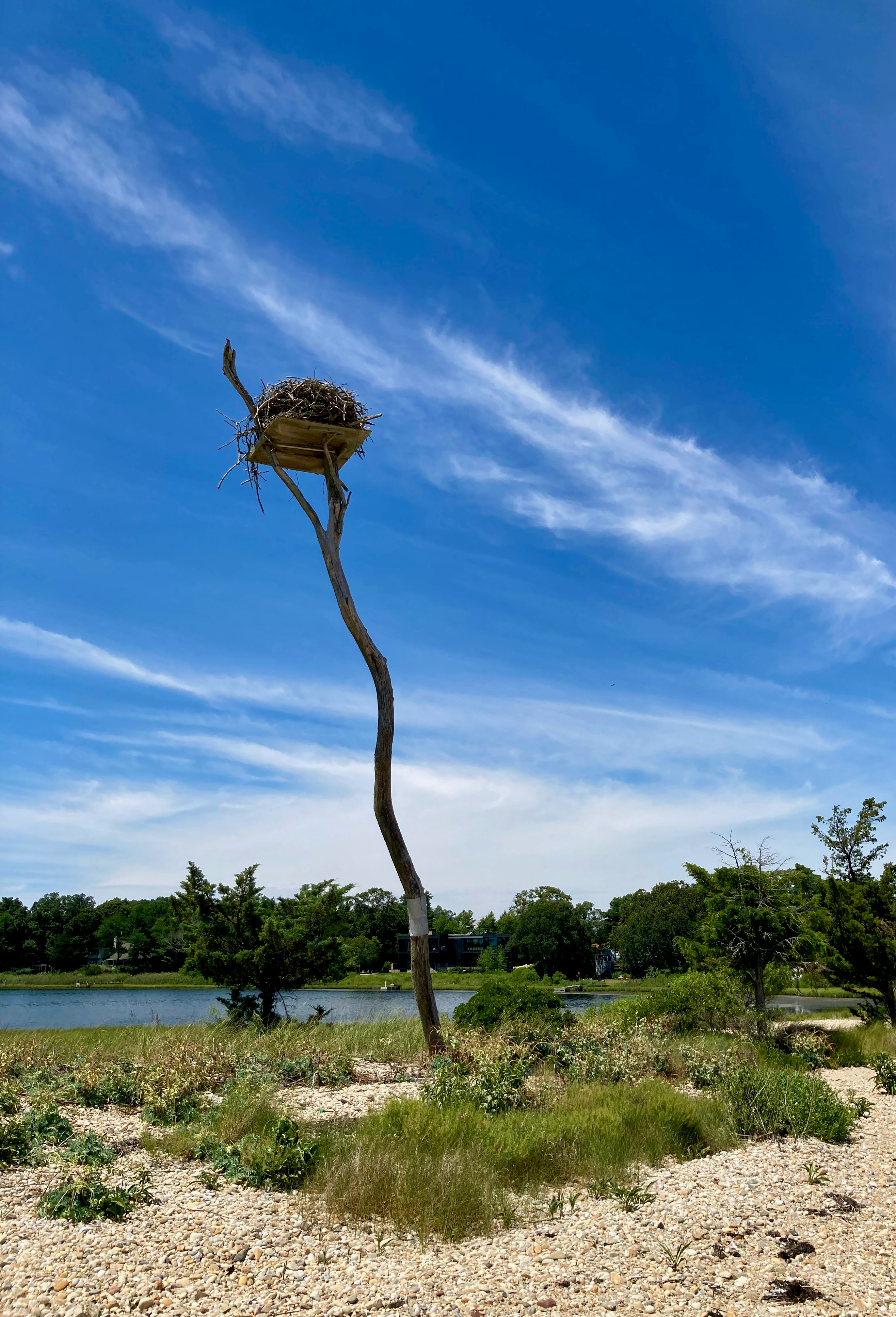 High Above the Shoreline: A Weathered Spire Crowned with a Nest