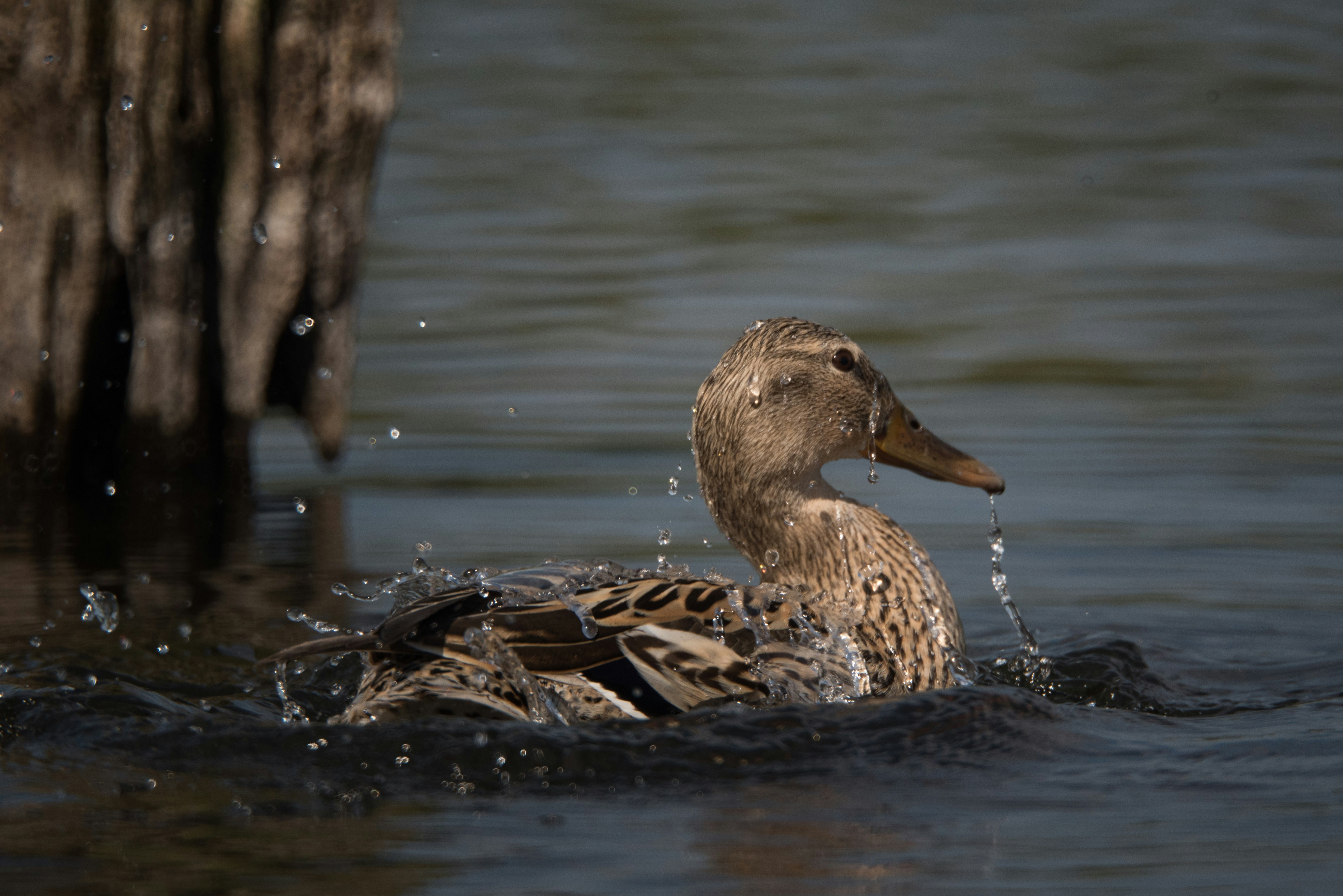 a duck swimming in water