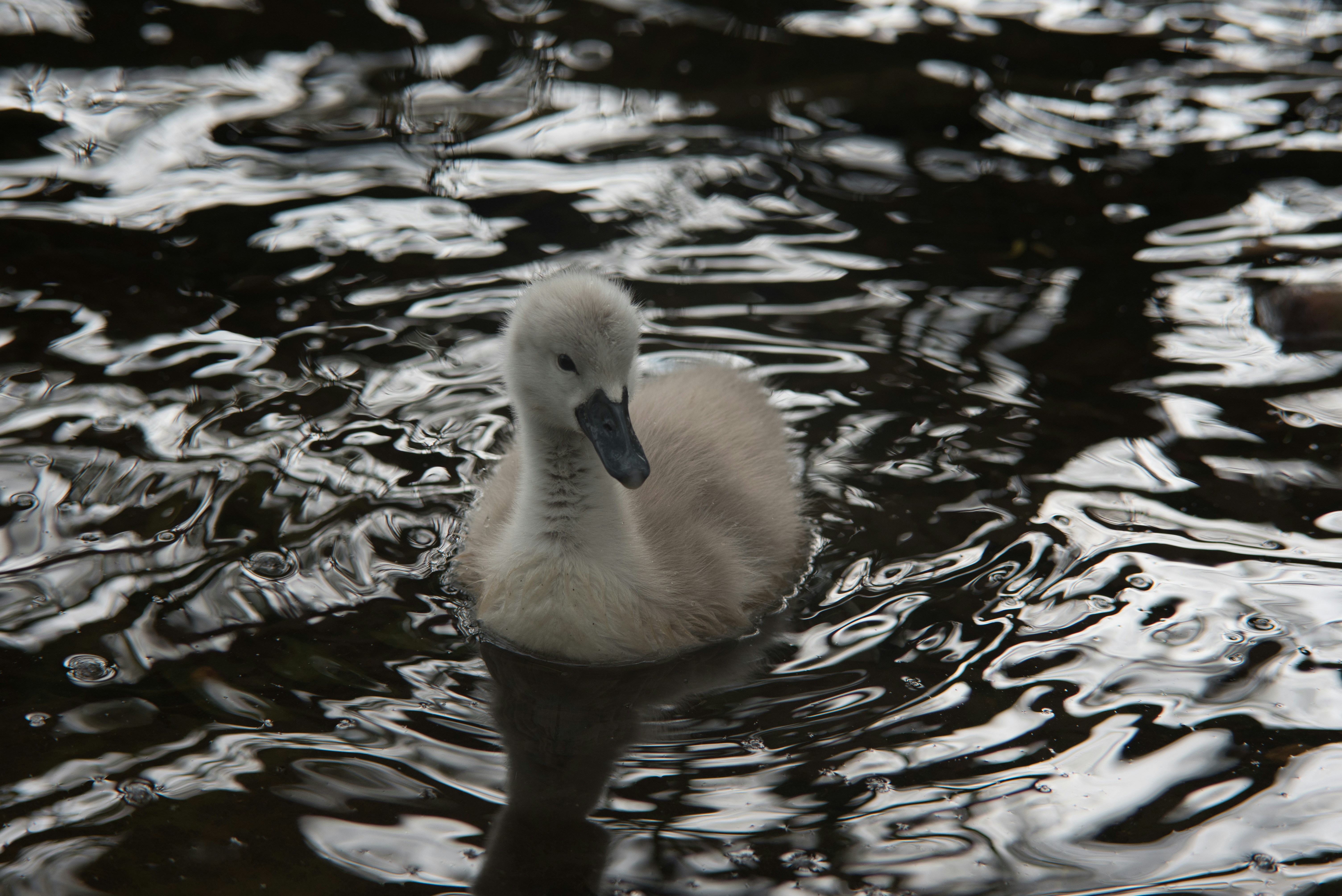 Gentle Ripples and a Young Wanderer