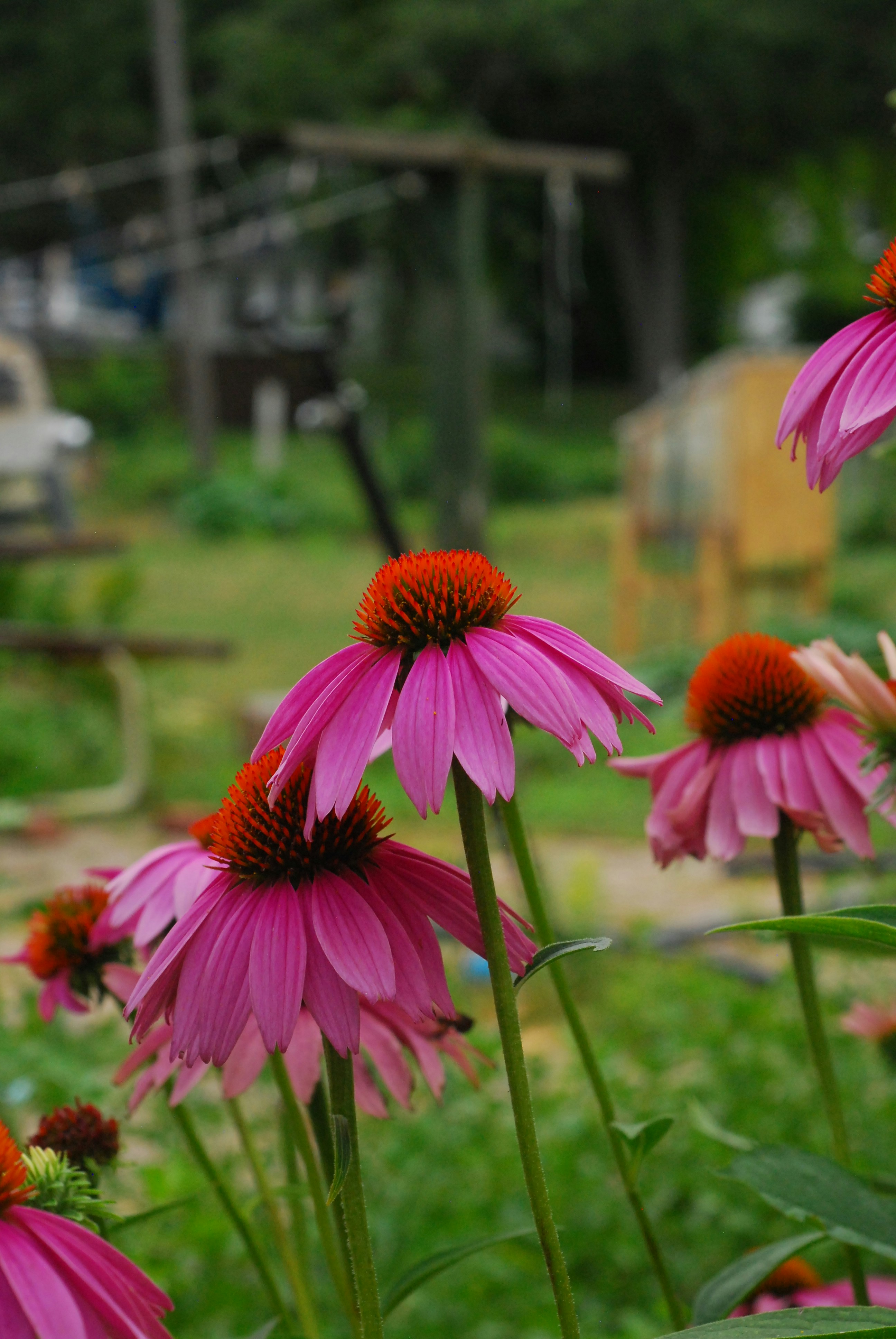 Cones of Color: Close-Up Pink Echinacea in a Quiet Garden