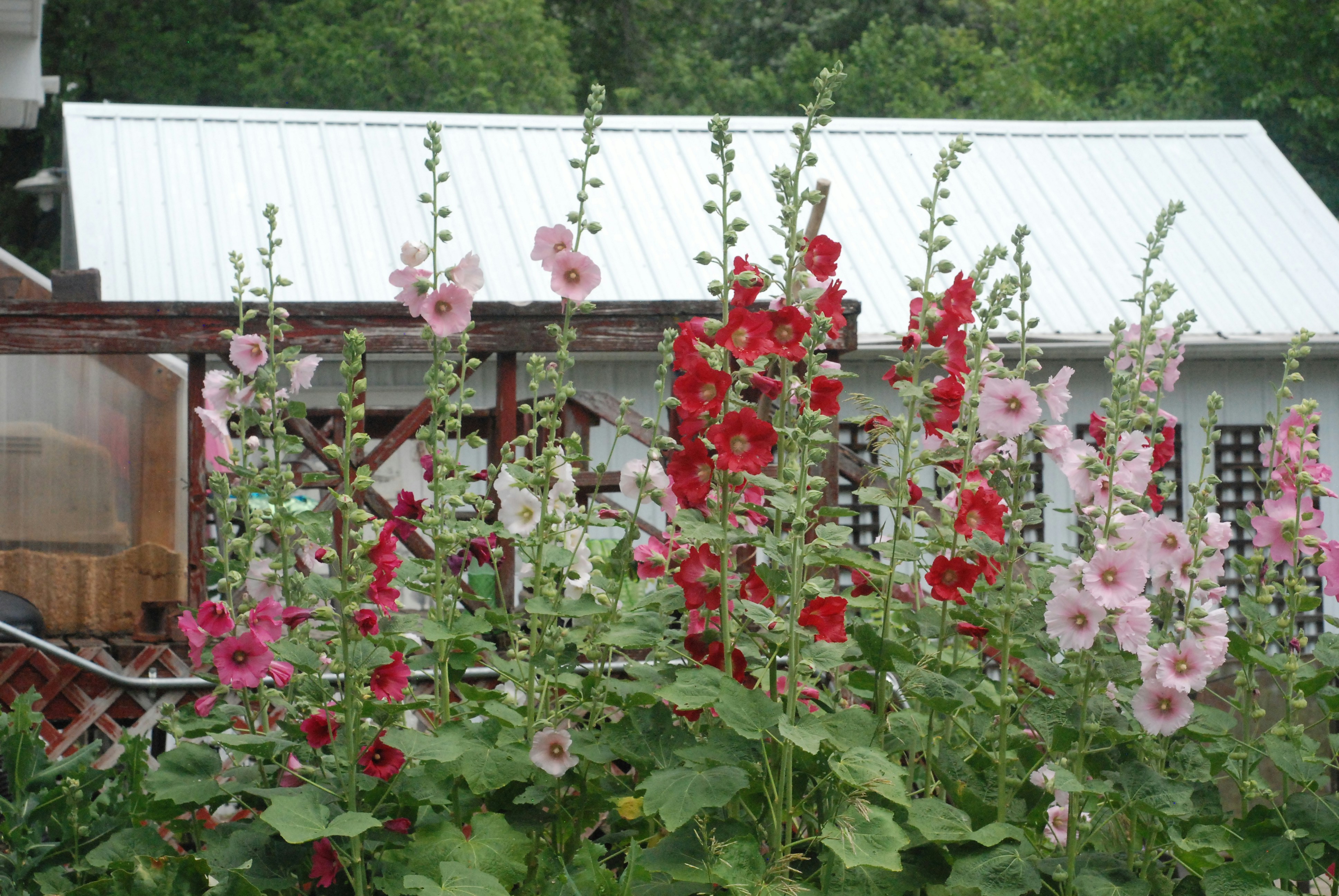 a garden of flowers