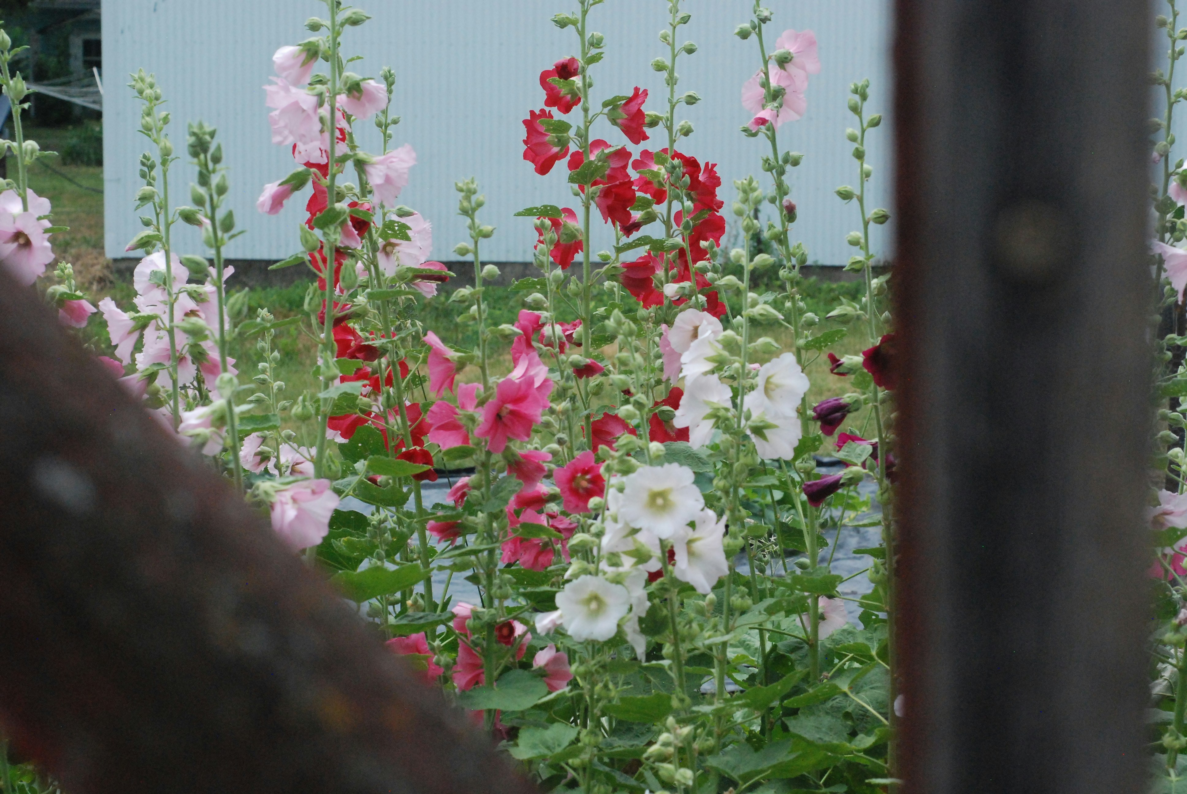 Floral Symphony Beyond the Fence