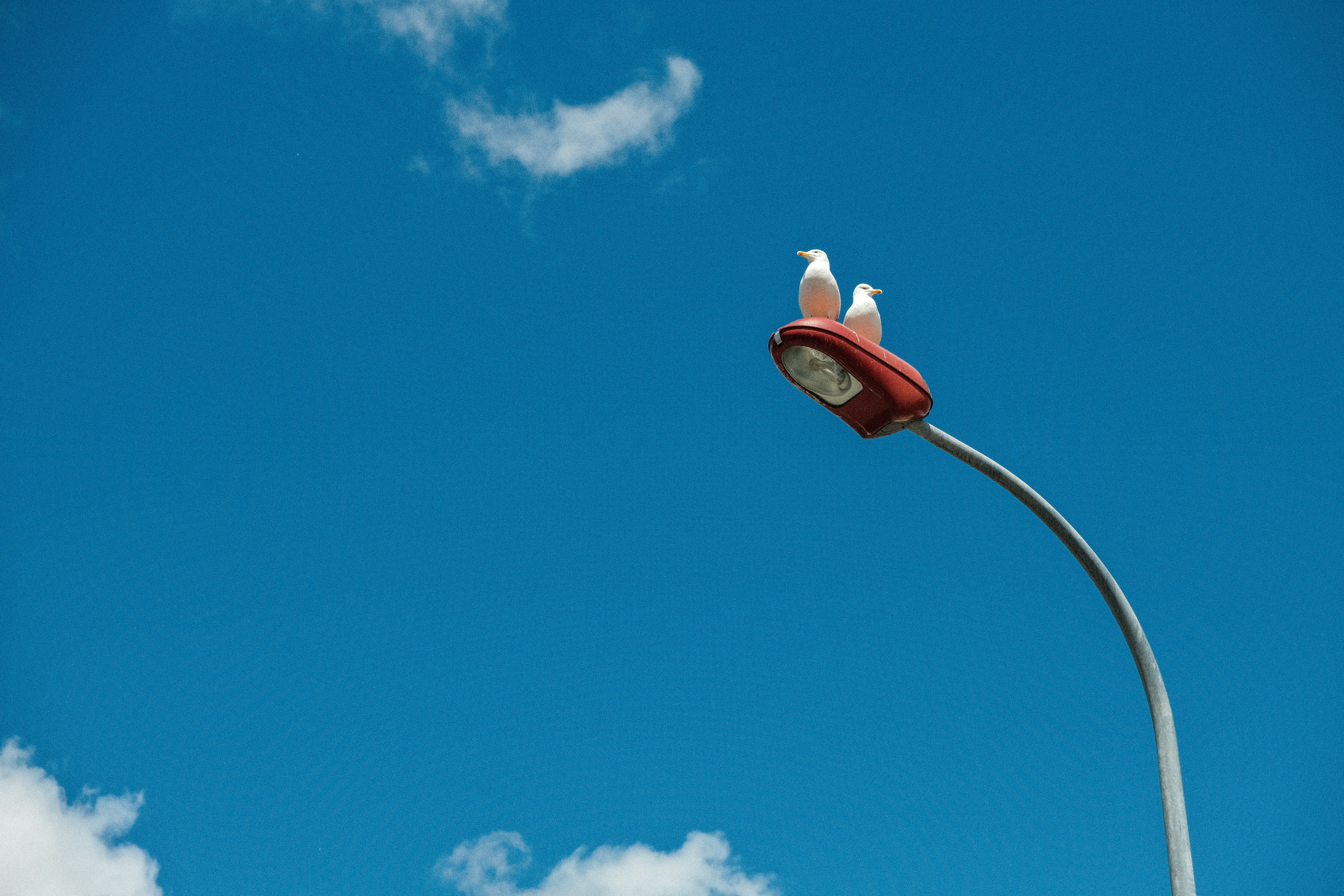 Red Lantern Curve: Seagulls Guard the Vivid Blue Sky