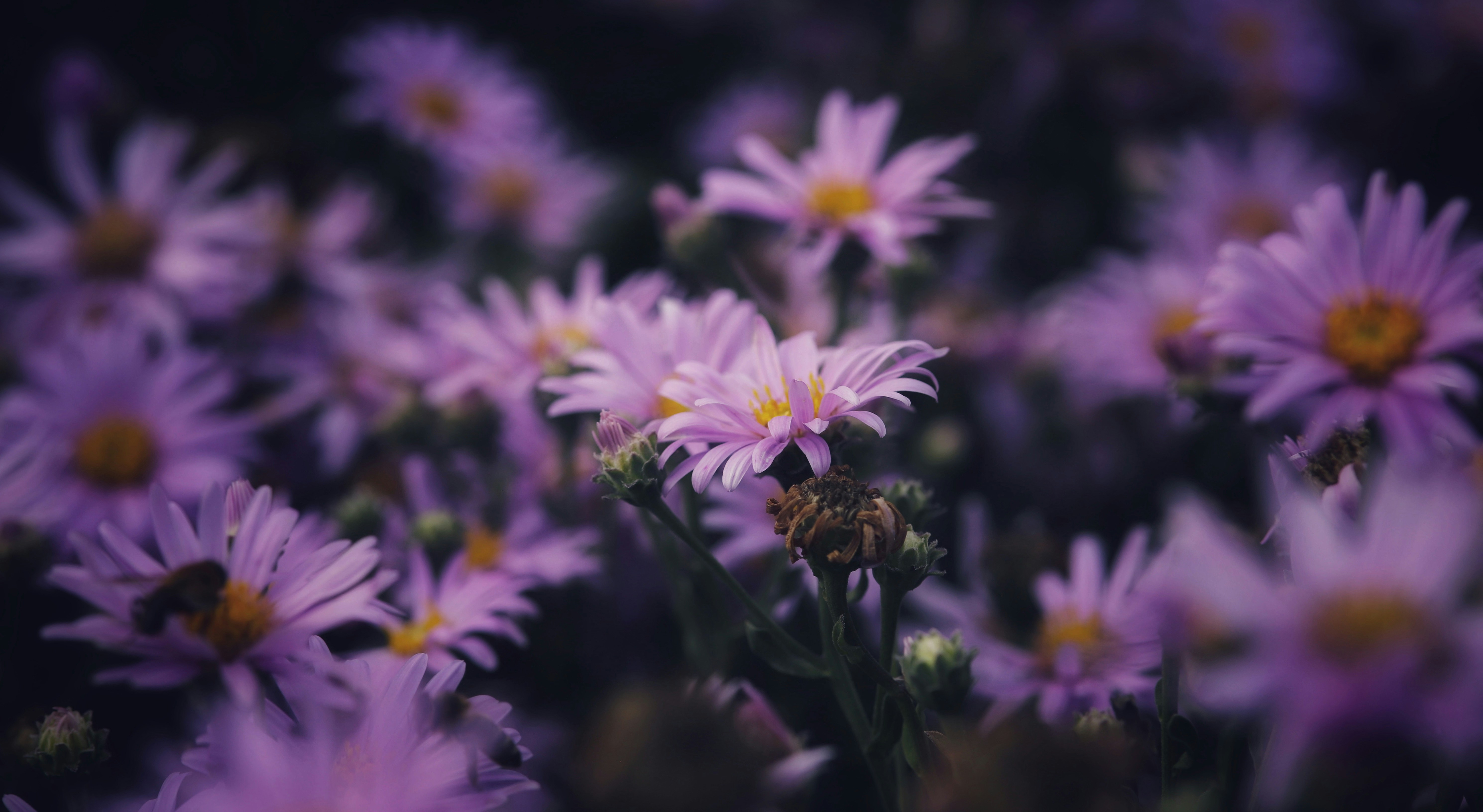 A group of flowers photo – Free Weil am rhein Image on Unsplash