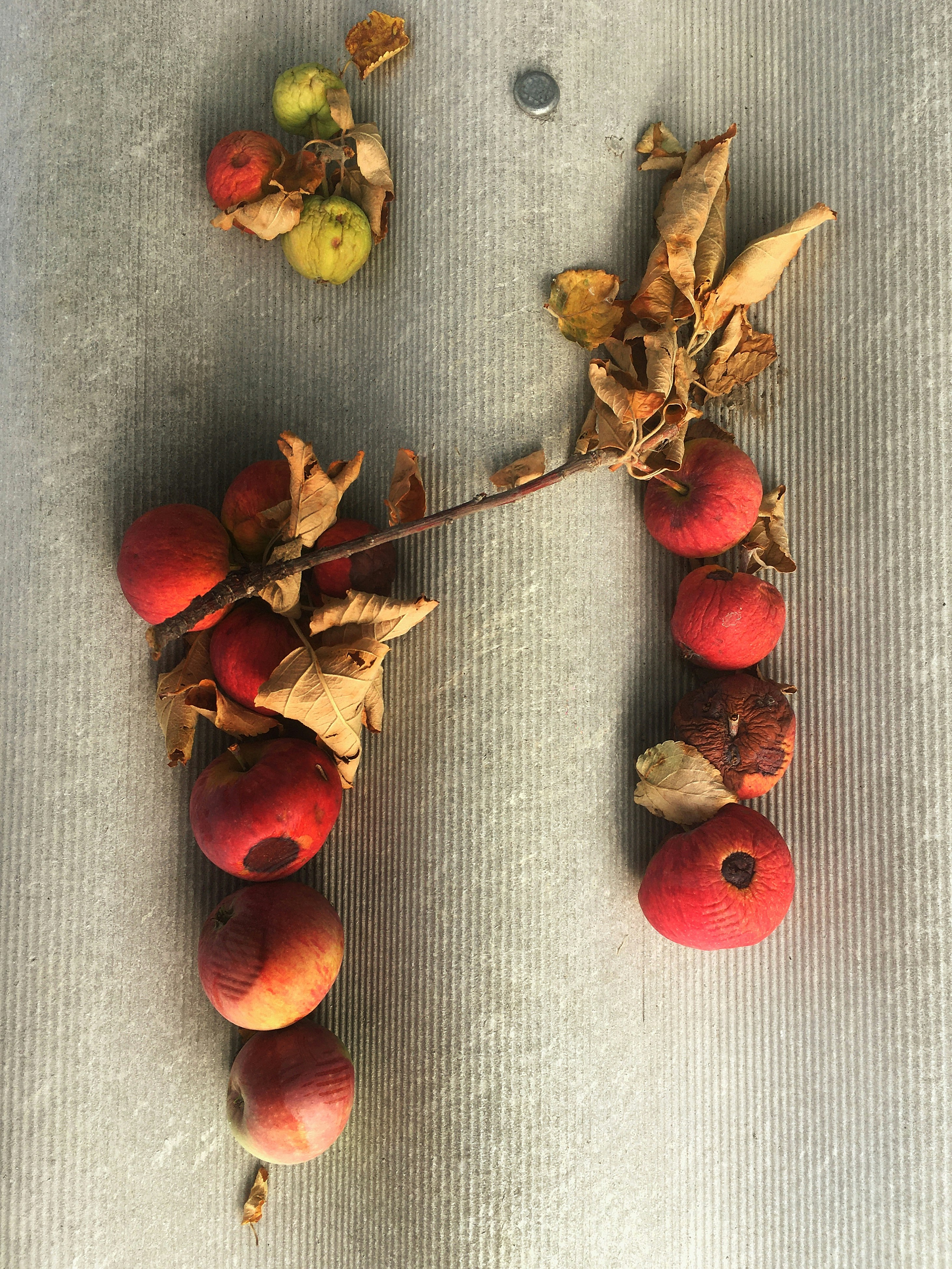 Crimson Orbs on a Weathered Canvas