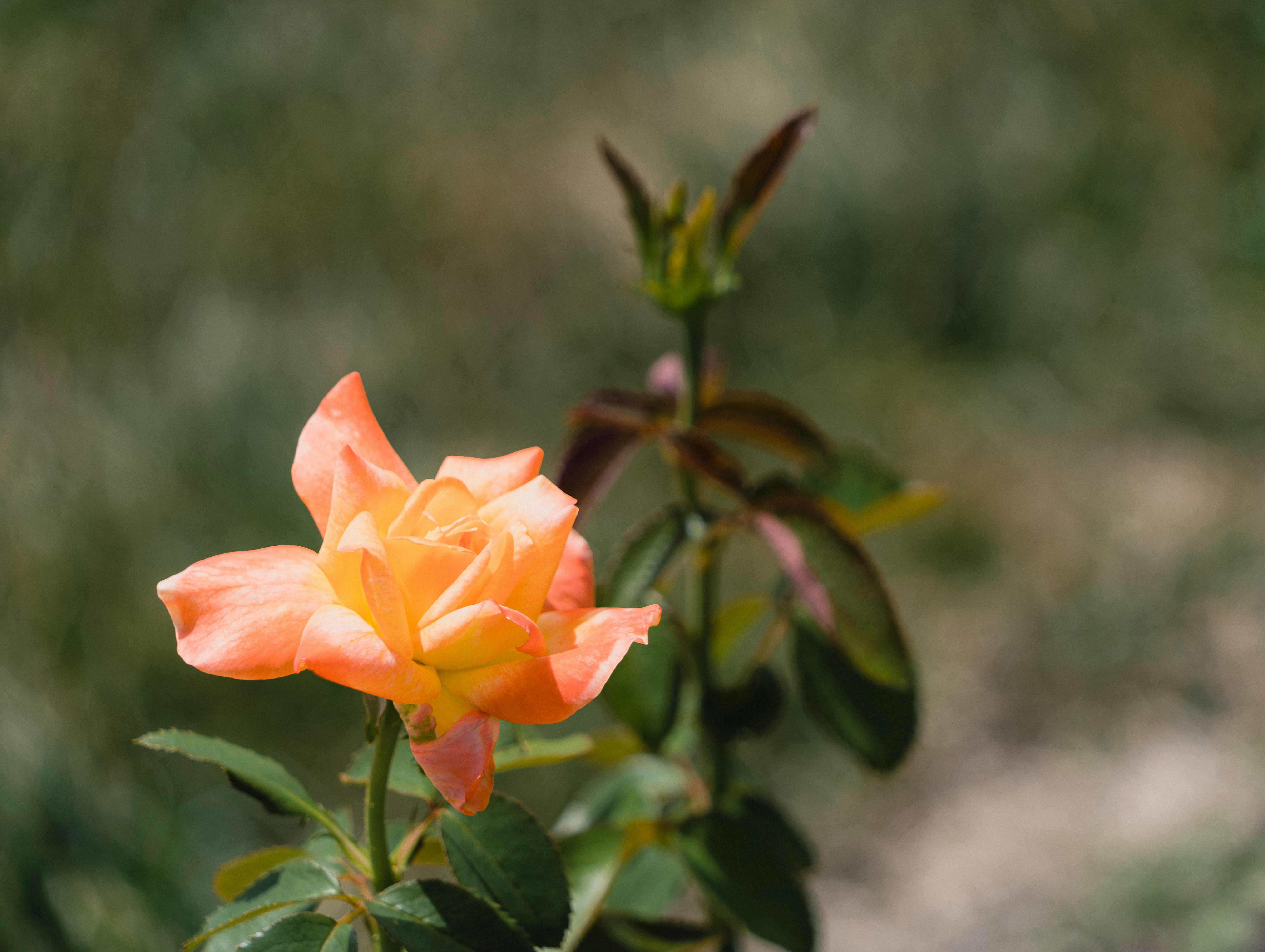 Apricot Rose in Focus: A Close-Up Portrait Amid Soft Garden Blur