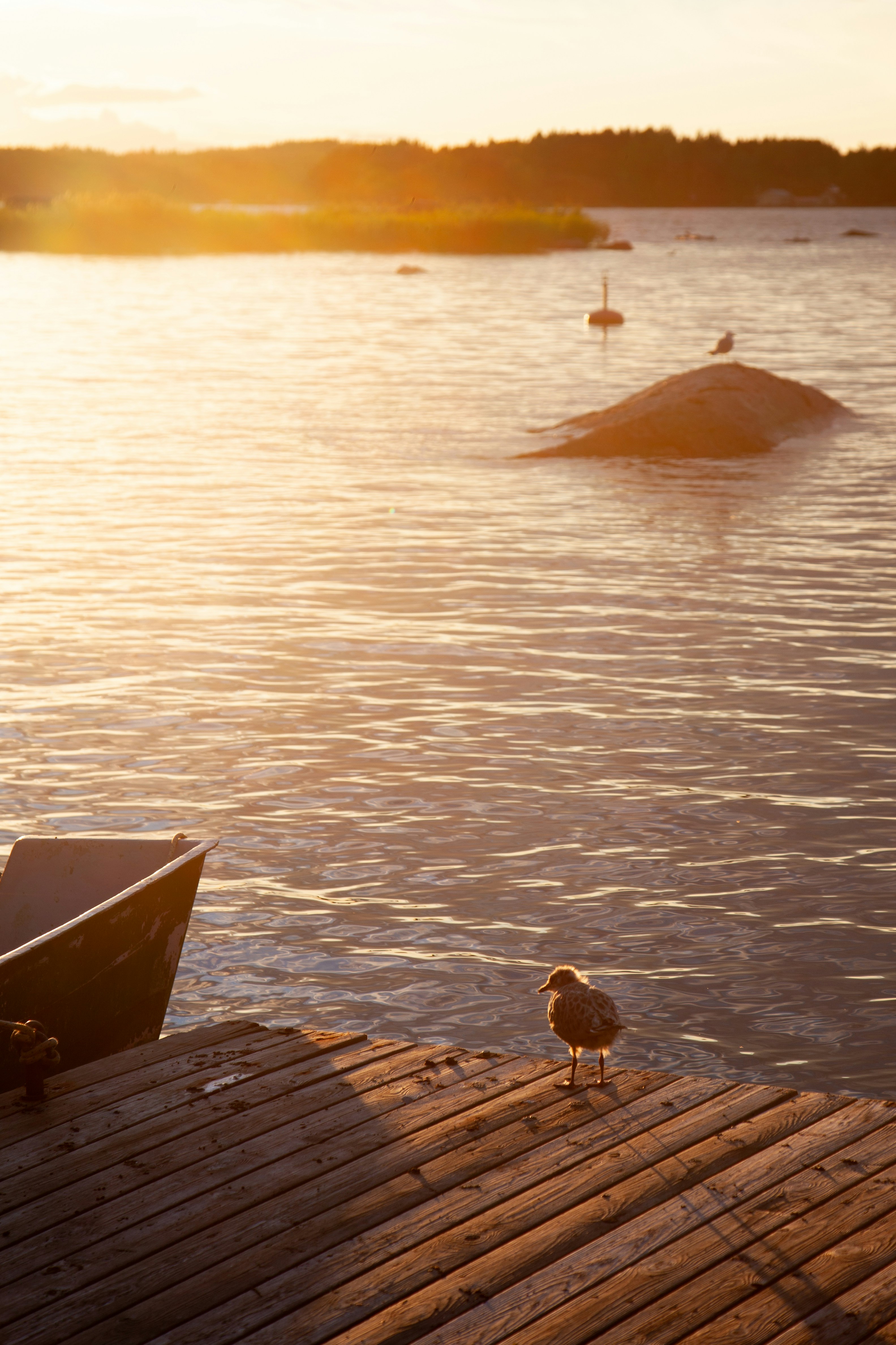 Bébé Mouette Photos | Télécharger des images gratuites sur Unsplash