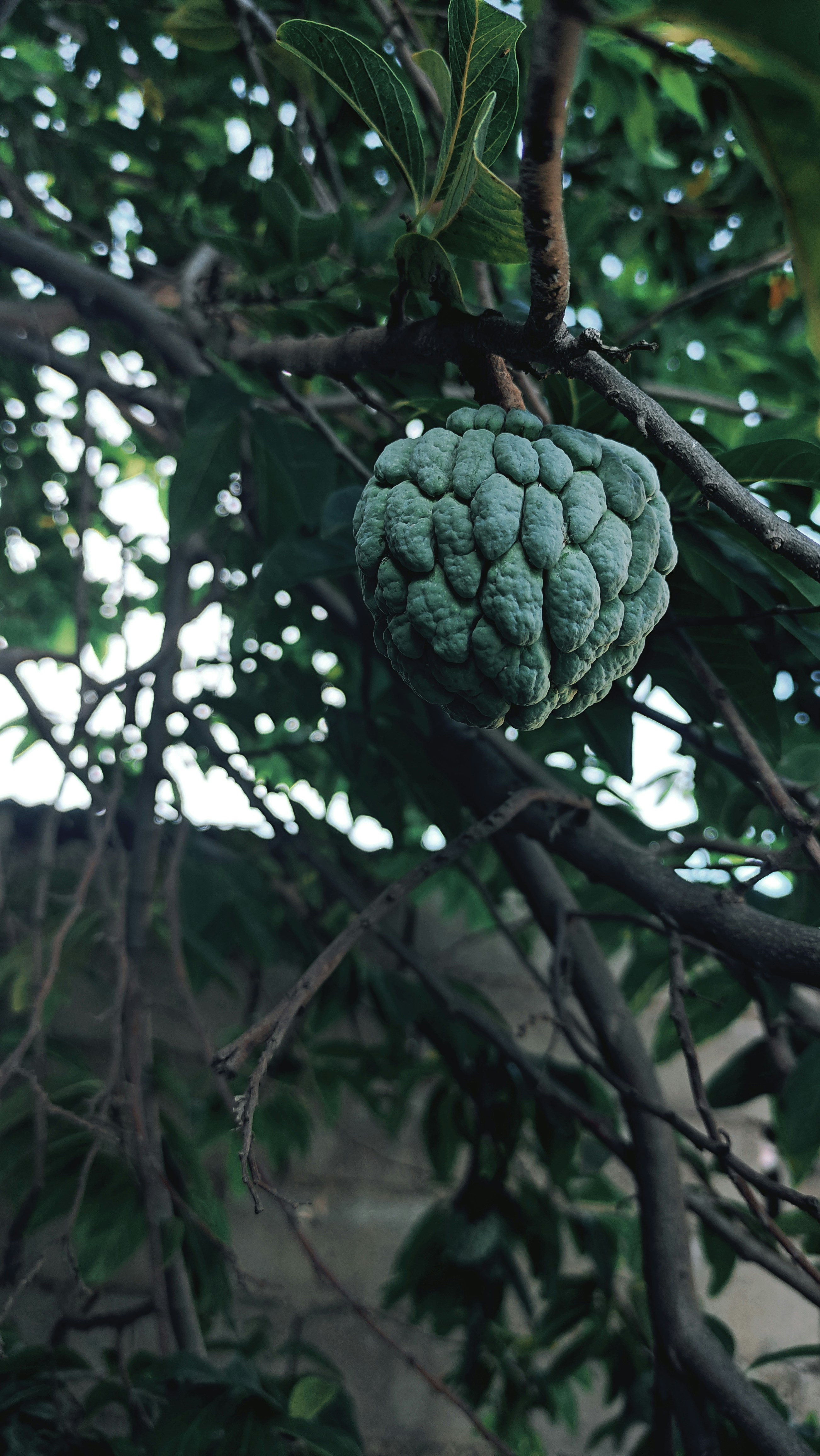 Foto Un manojo de fruta verde de un árbol – Imagen Naturaleza gratis en ...