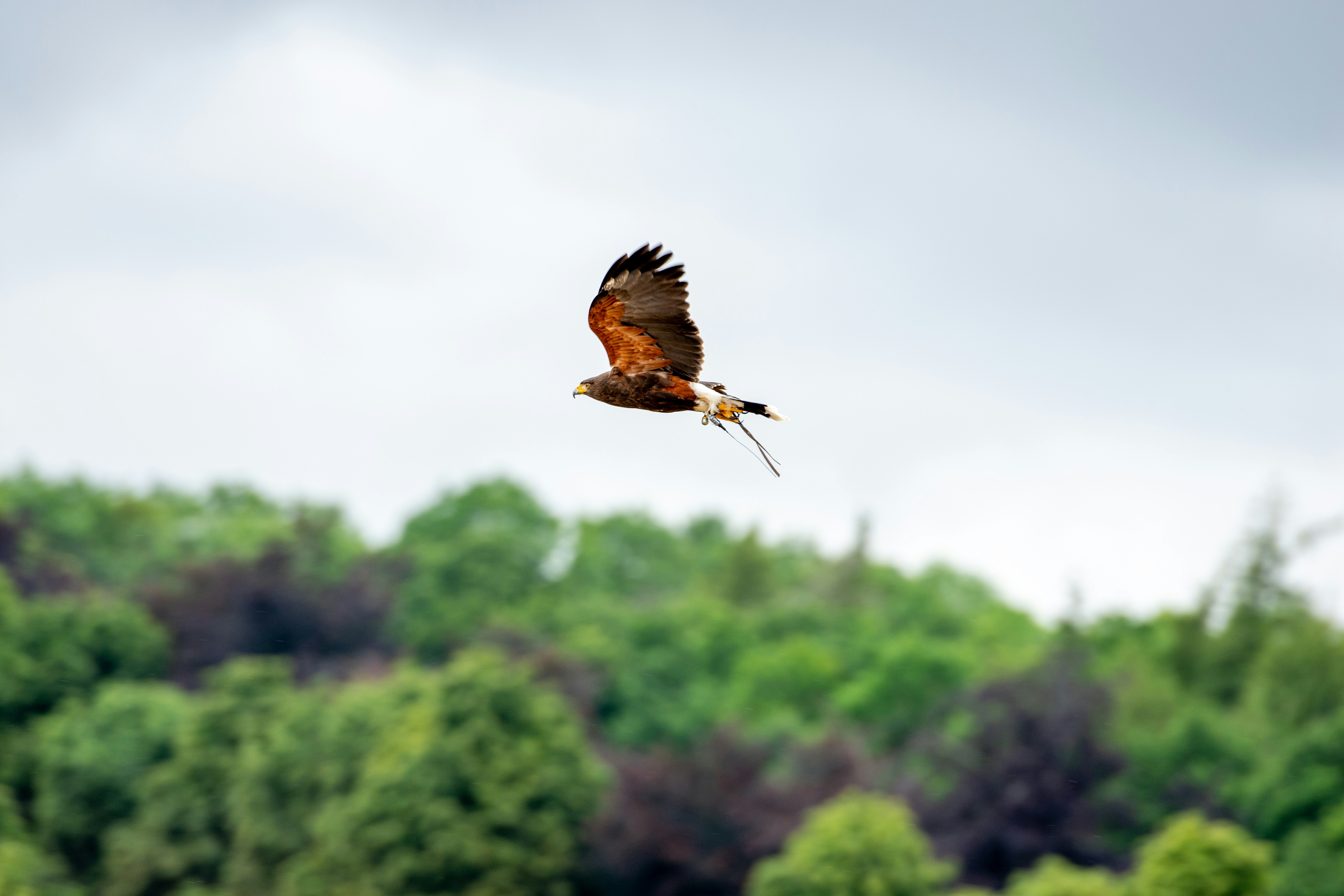 Raptor in Transit: A Red-Tailed Glide Above a Green Canopy