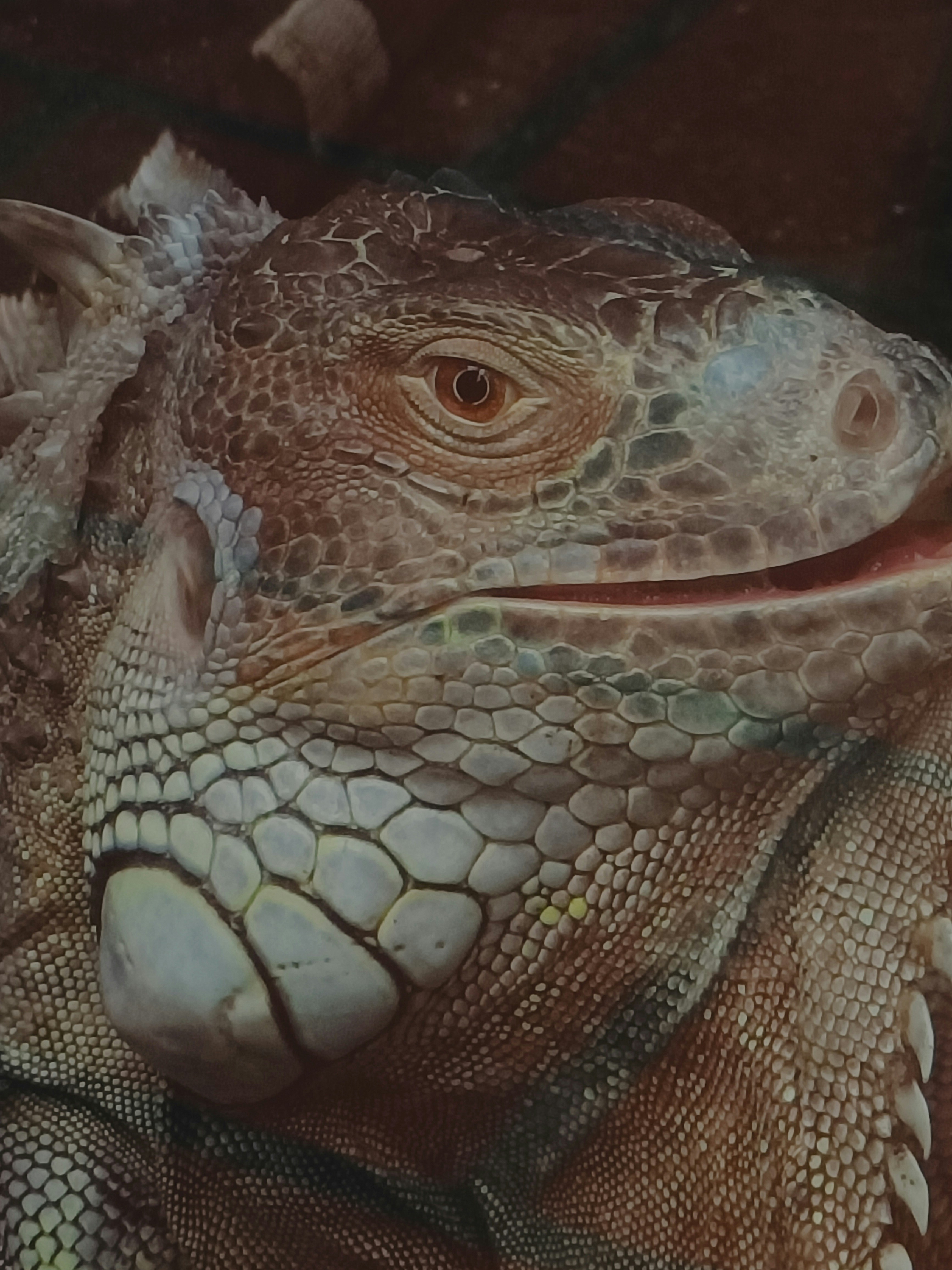Close-Up Gaze: A Lizard’s Textured Armor