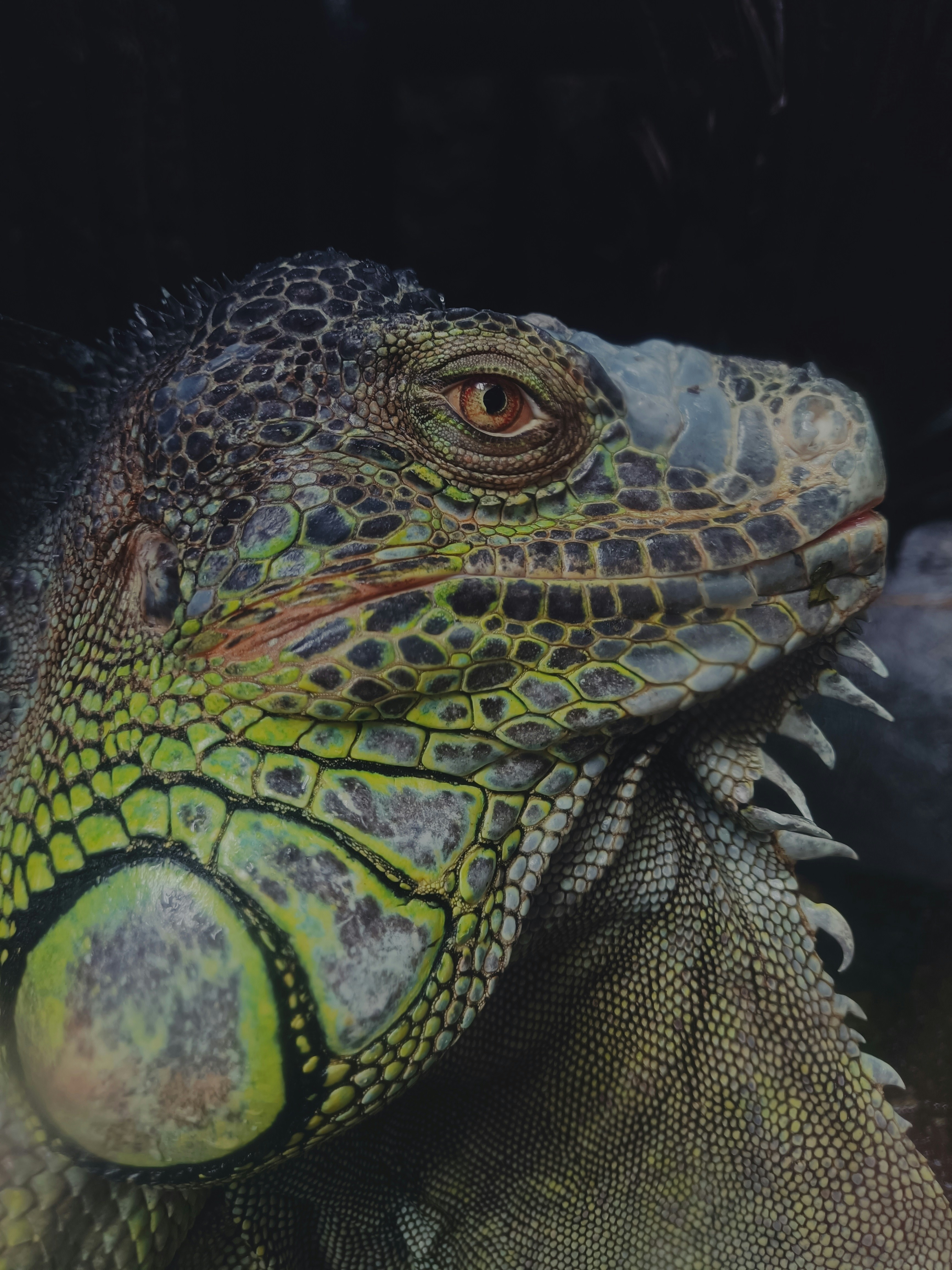 Green Scaled Gazer: Close-Up of a Lizard's Intense Gaze