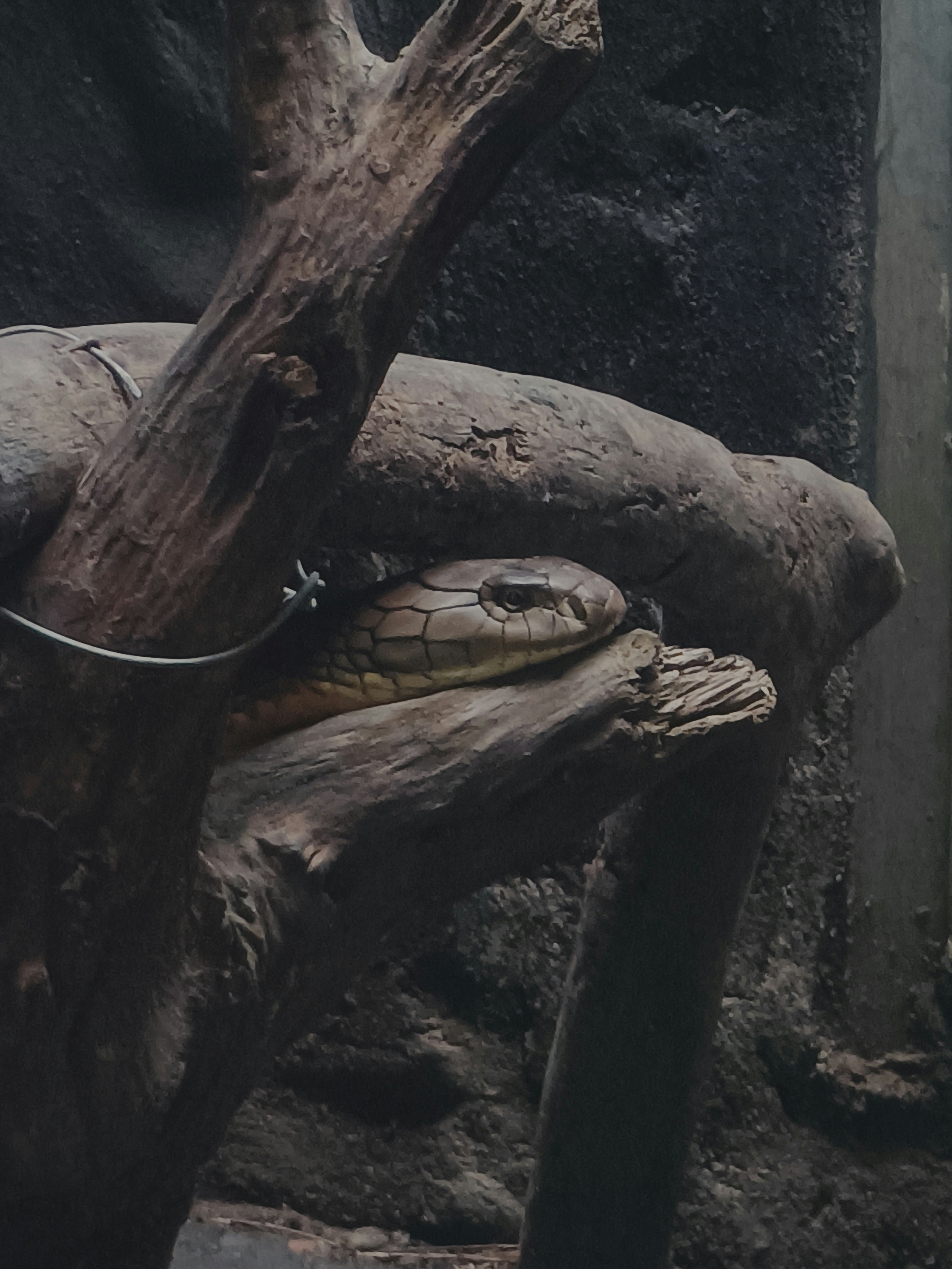 Quiet Coil: A Snake Resting Among Driftwood