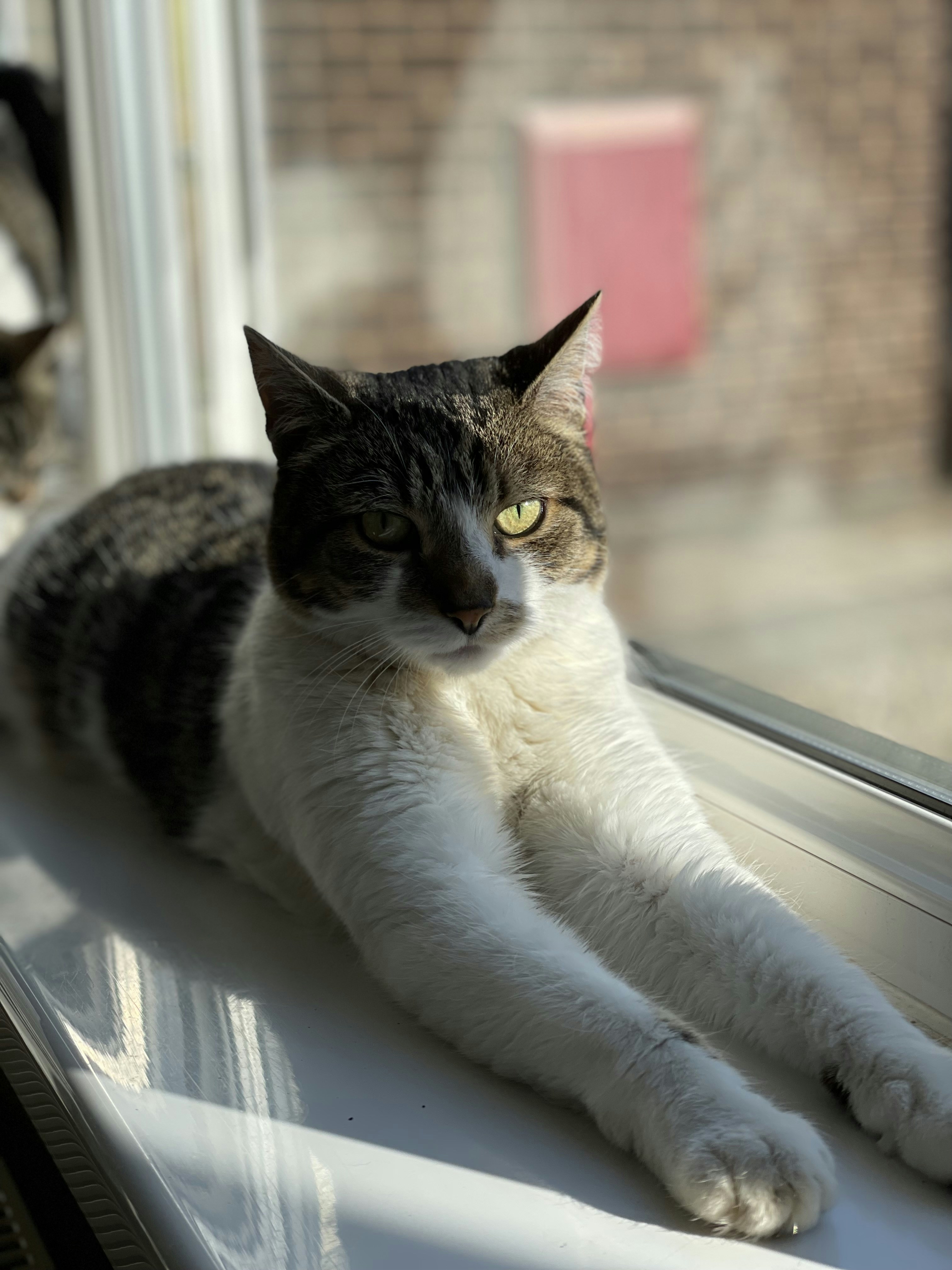Sunlit Windowsill Prowl: A Cat Reposes in Quiet Focus