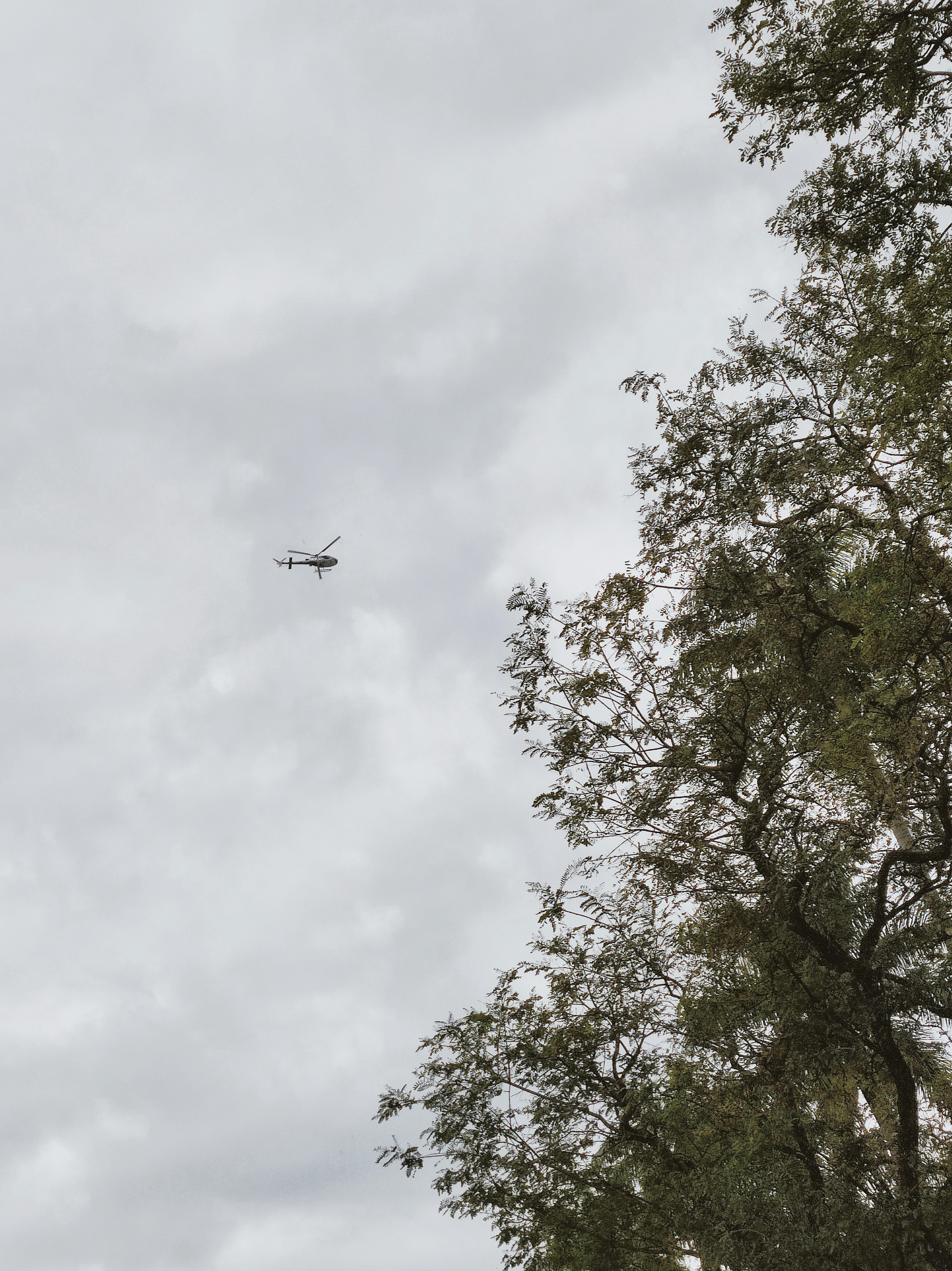 A plane flying over trees photo – Free Grey Image on Unsplash
