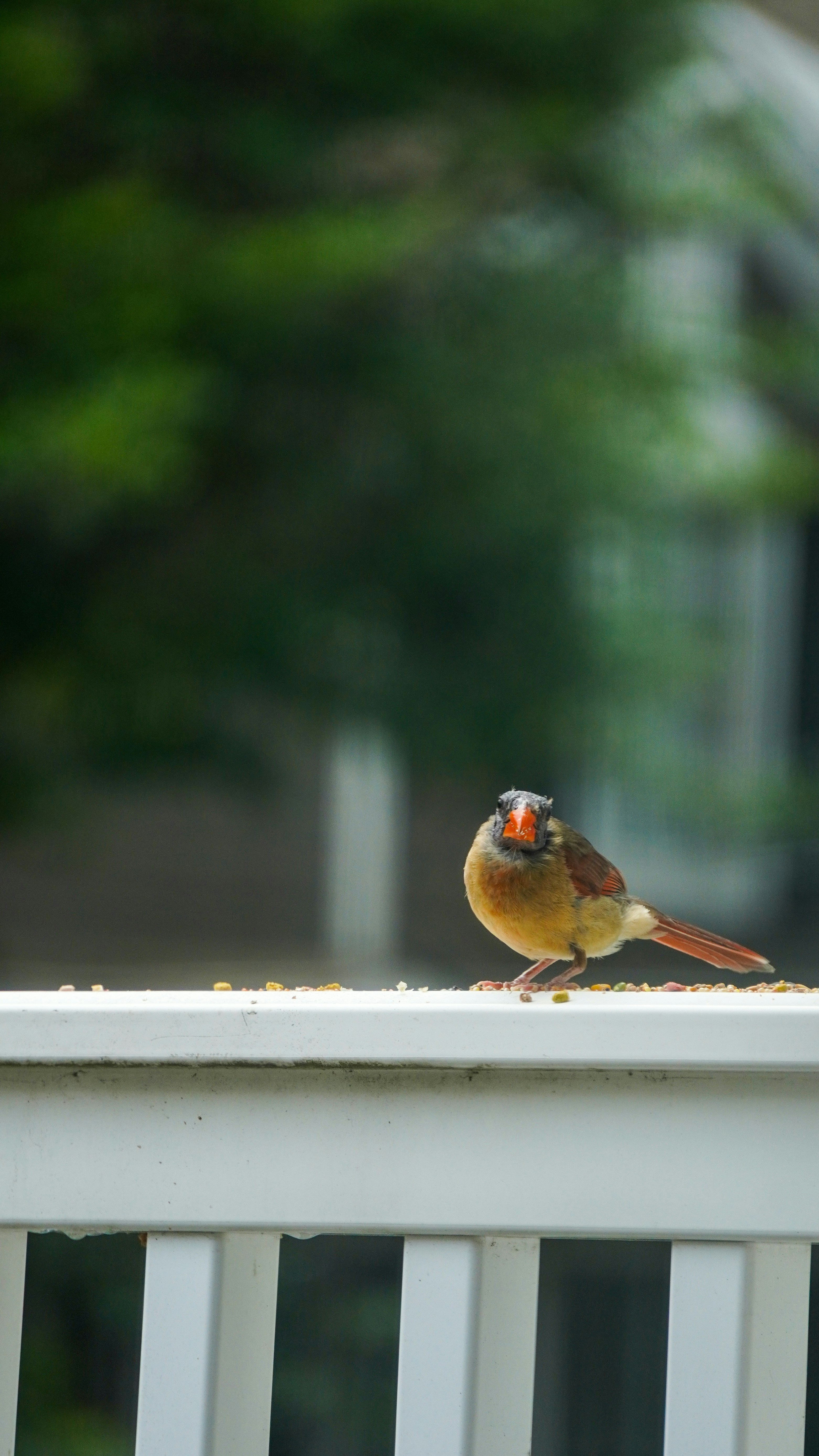 a bird on a railing