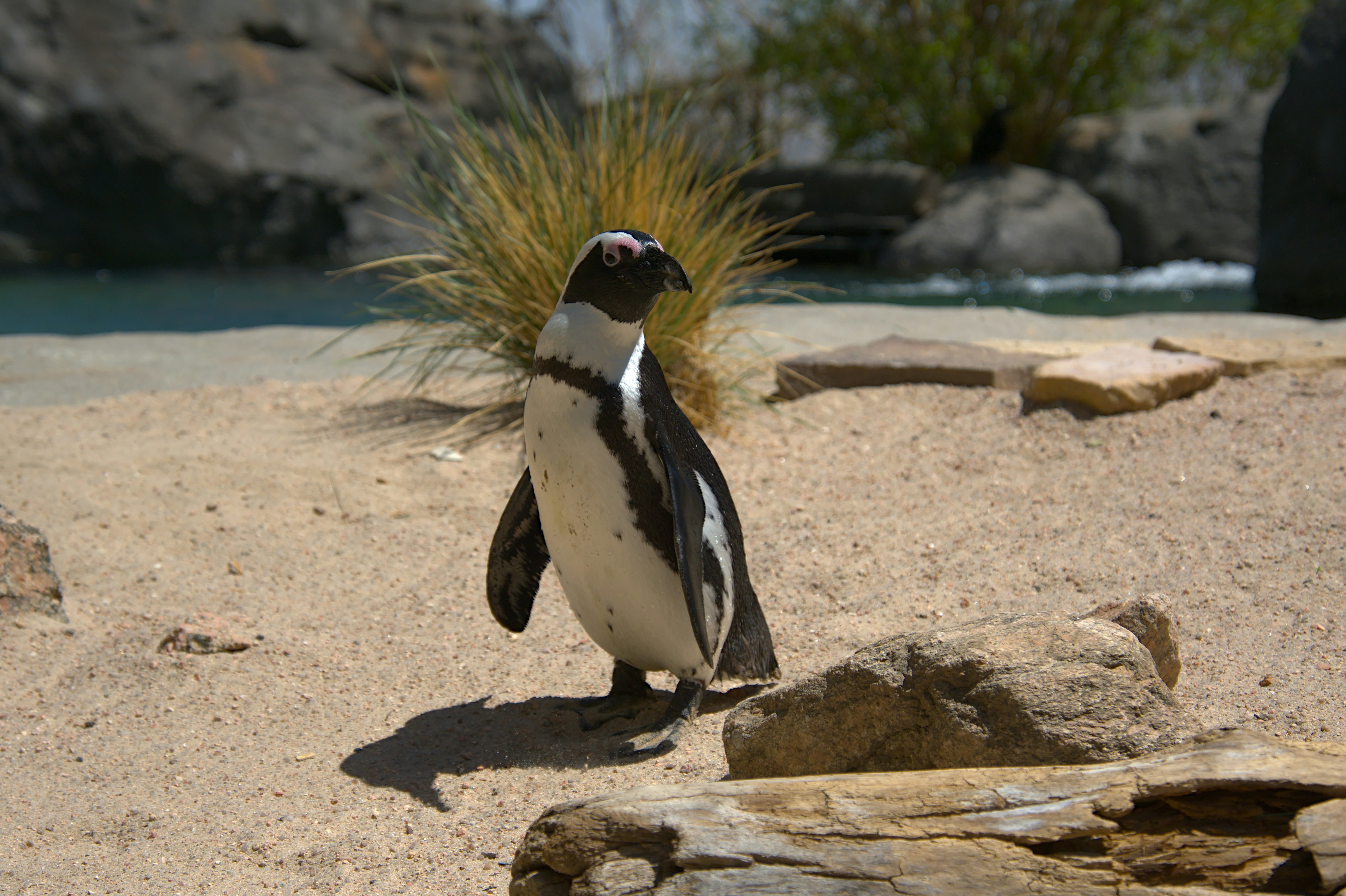 A penguin standing on a rock photo – Free Cheyenne mountain zoo Image ...