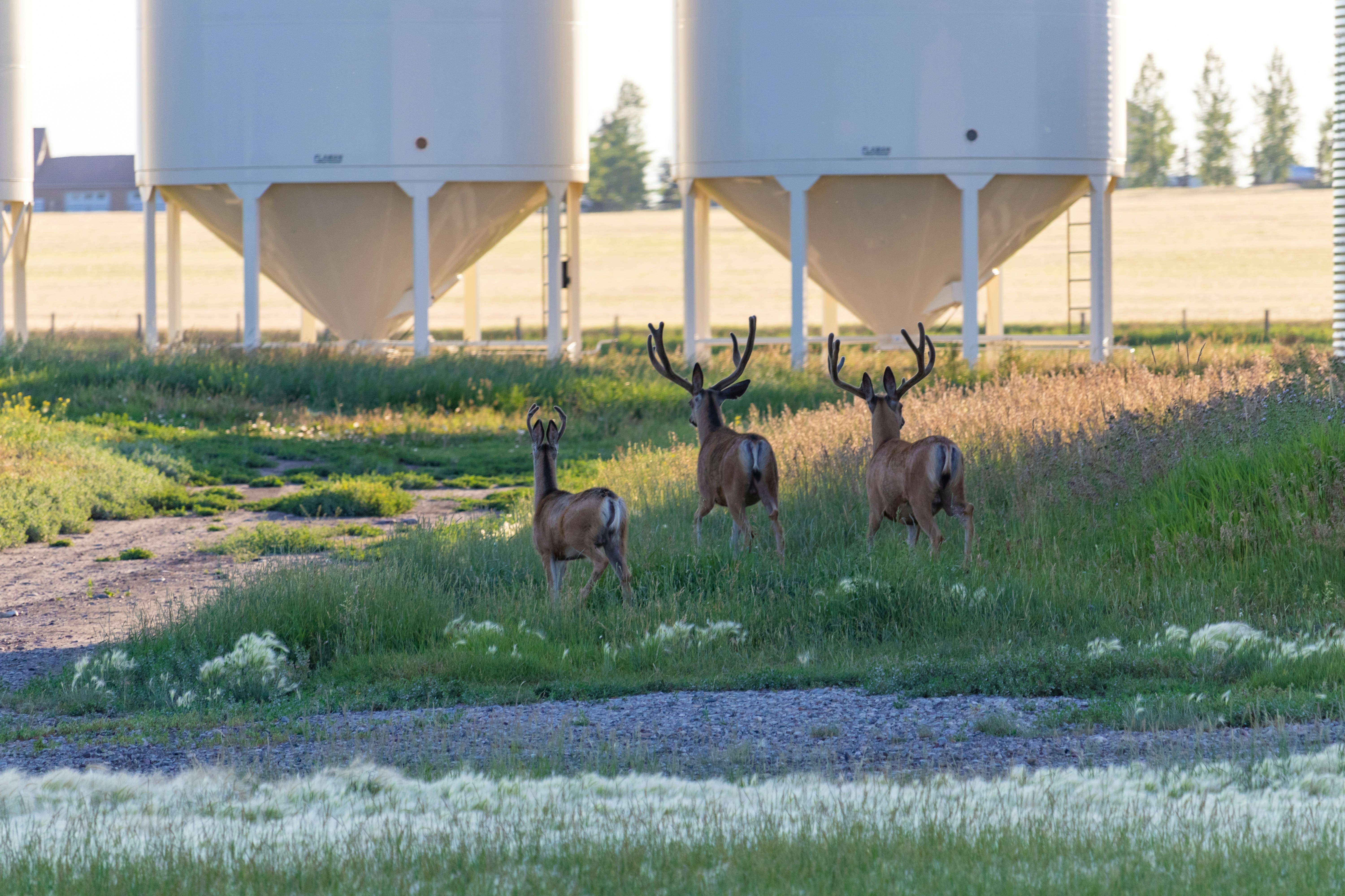 Three Antlered Stags Pause by a Siloed Field at Golden Hour