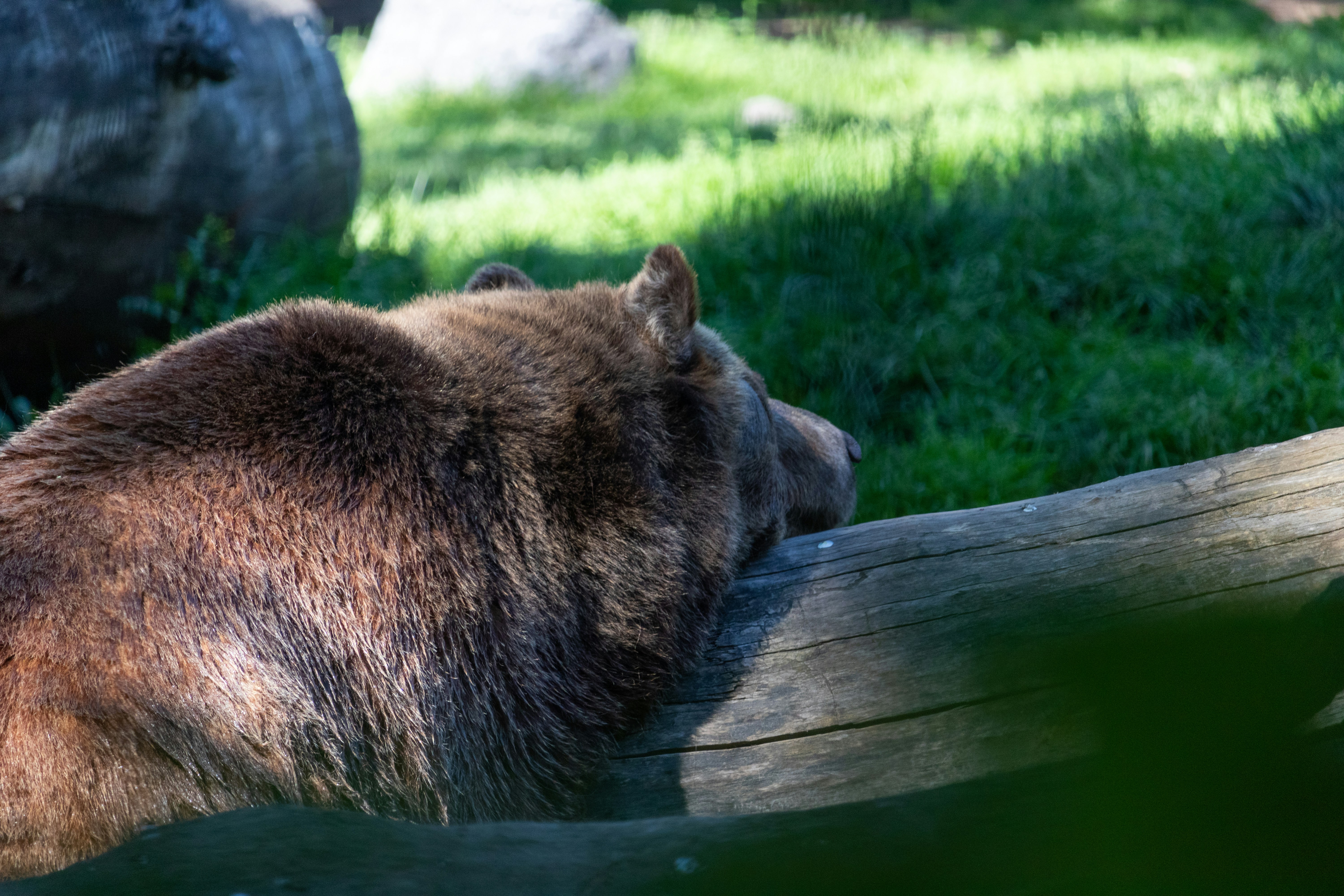 Un oso bebiendo agua foto – Imagen de Oso gratuita en Unsplash