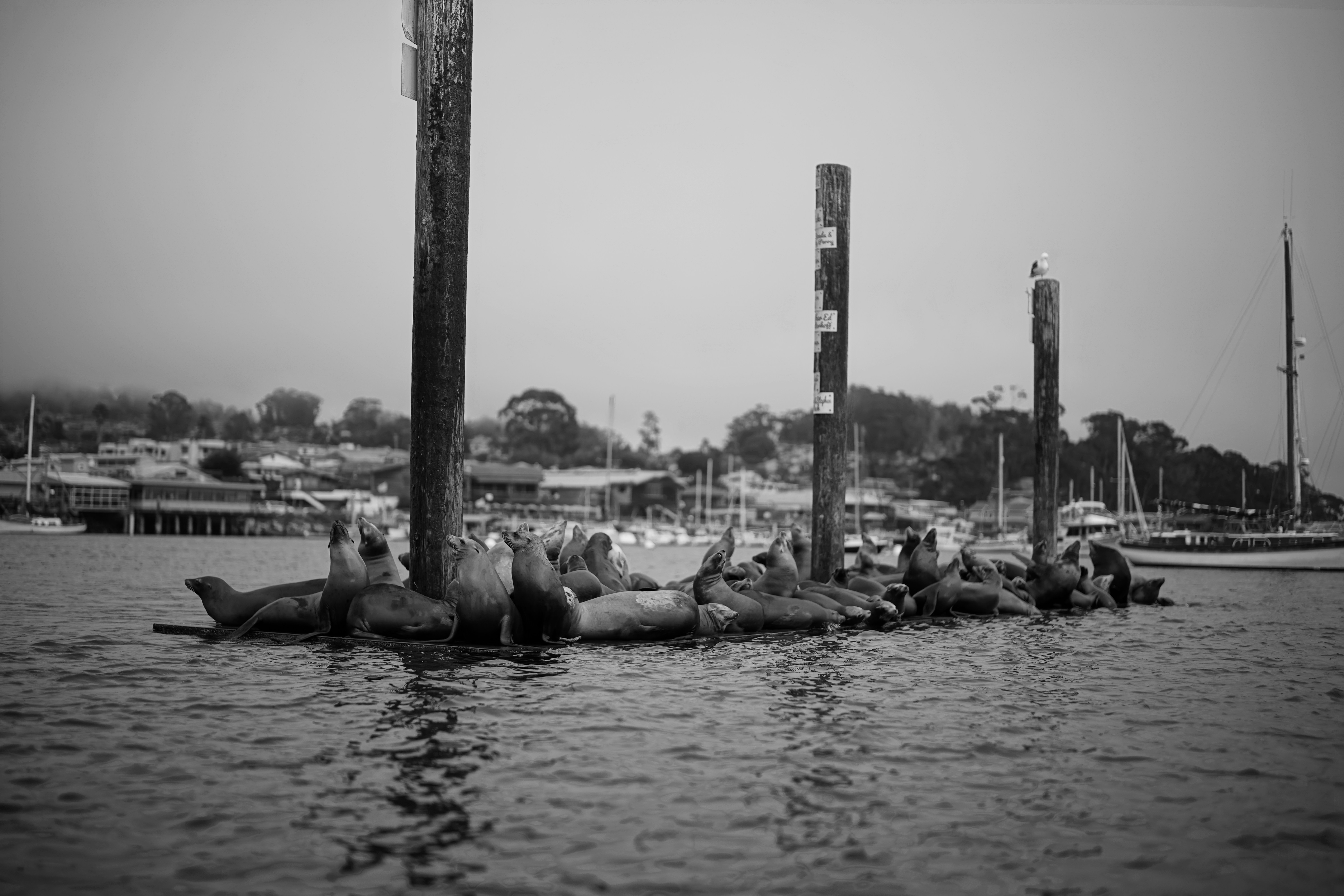 Group of seals lounging on a floating dock, surrounded by calm waters and distant coastal scenery. Monochrome tones enhance the tranquil atmosphere.
