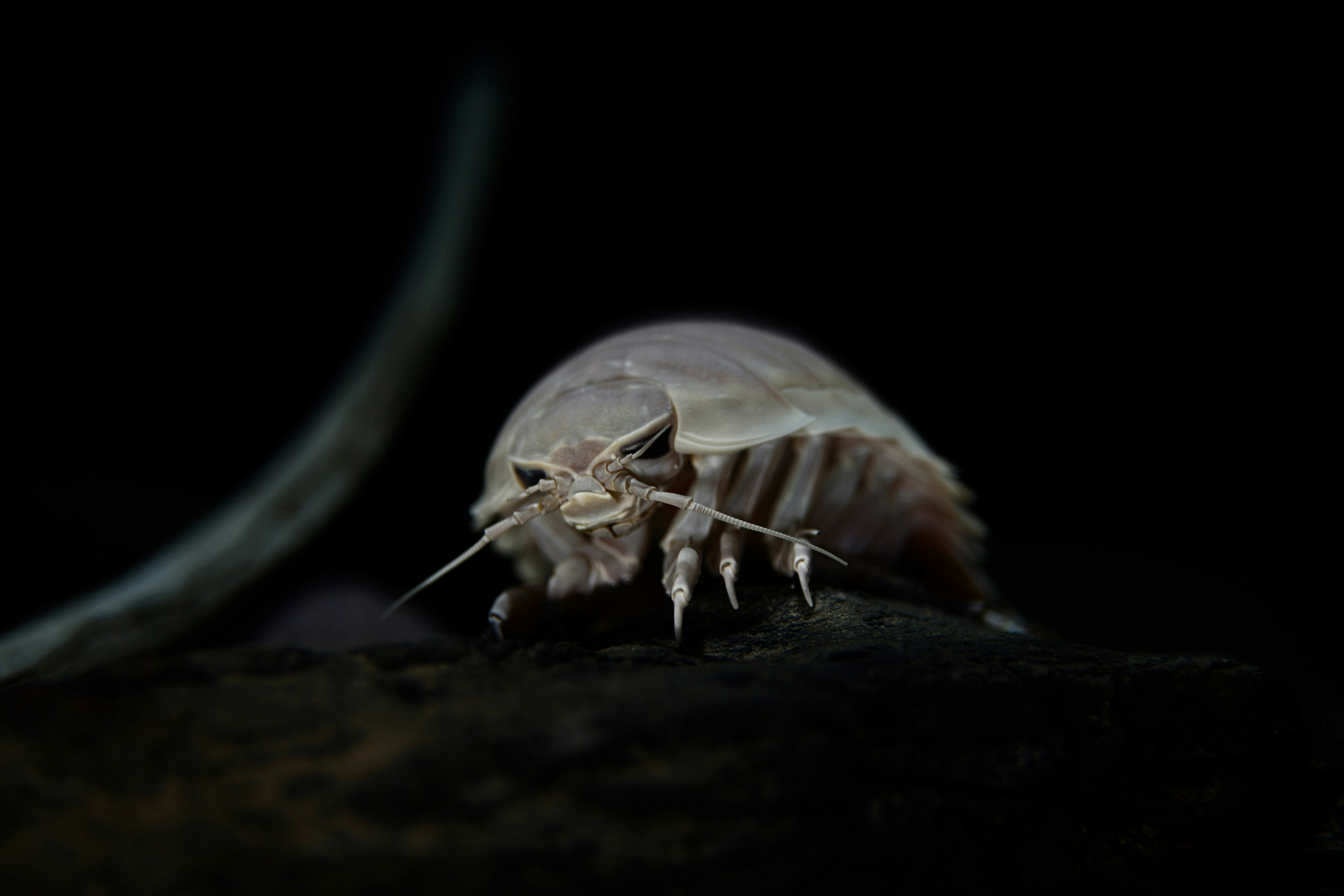 A pale isopod perched on a dark surface, showcasing its unique features against a stark background. The intricate details of its body are highlighted in the low light.