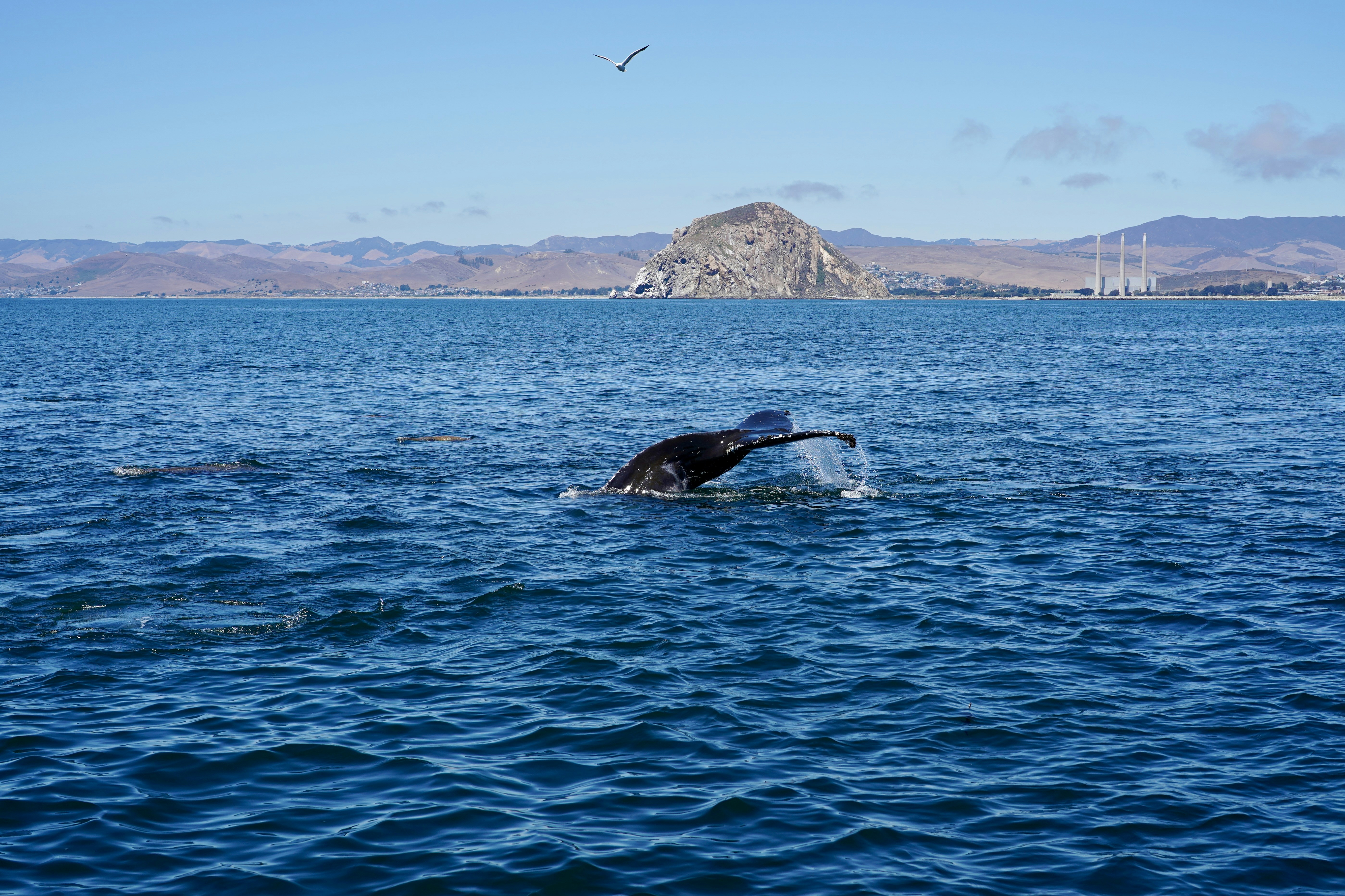 Whale Tail Breaks Surface Against a Calm Blue Horizon
