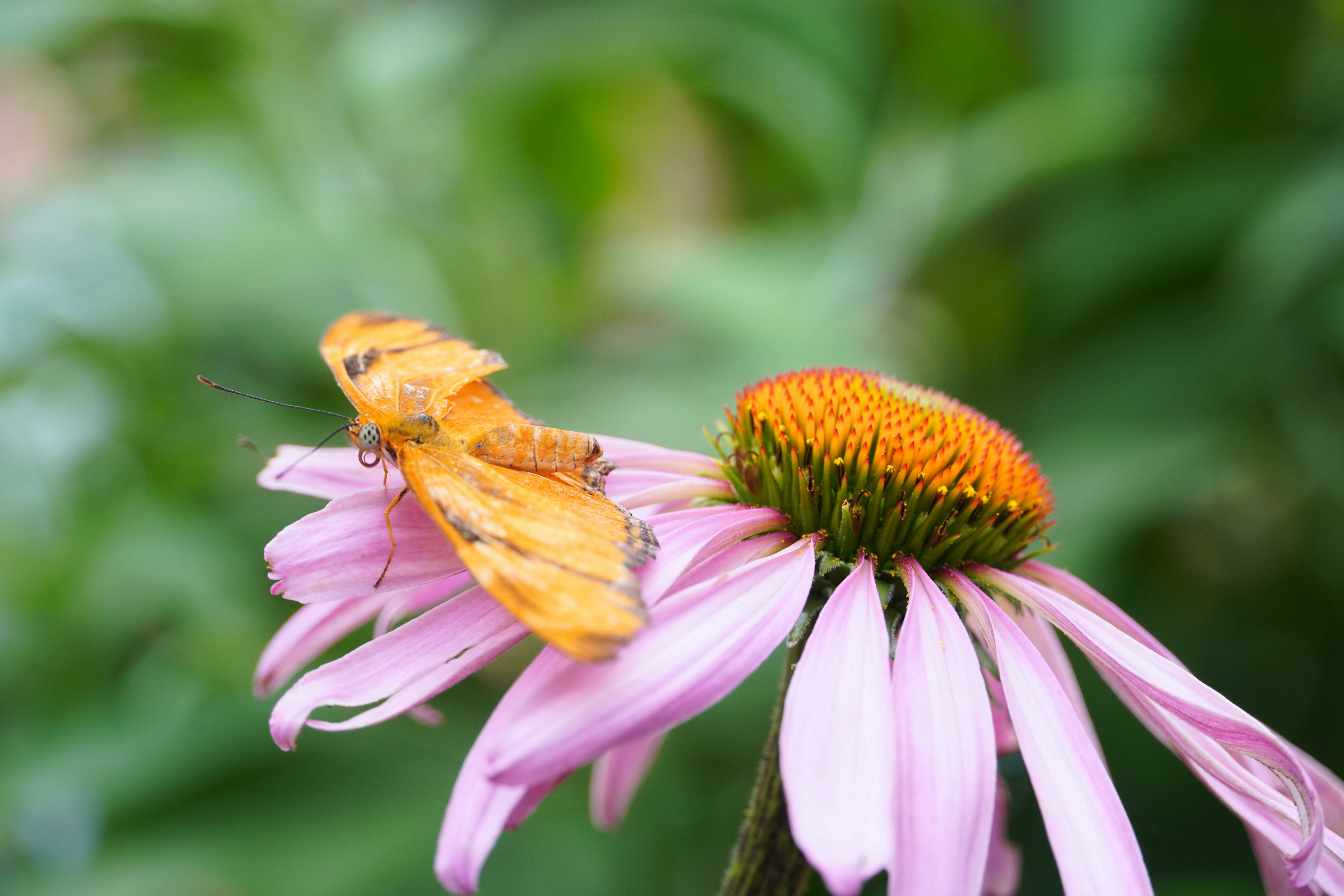 Amber Moth on a Pink Bloom: A Delicate Moment in Soft Focus