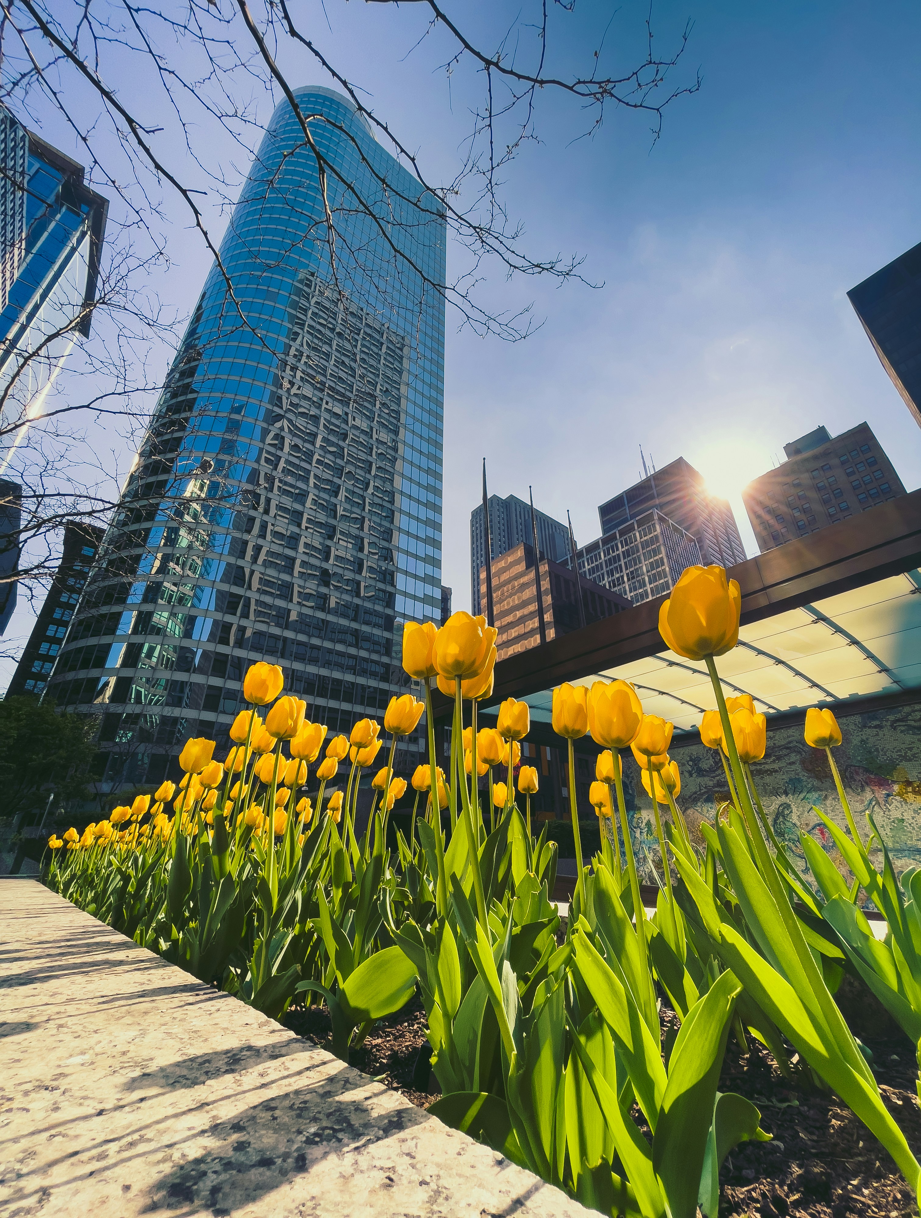 Sunlit Tulips in a City Canyon