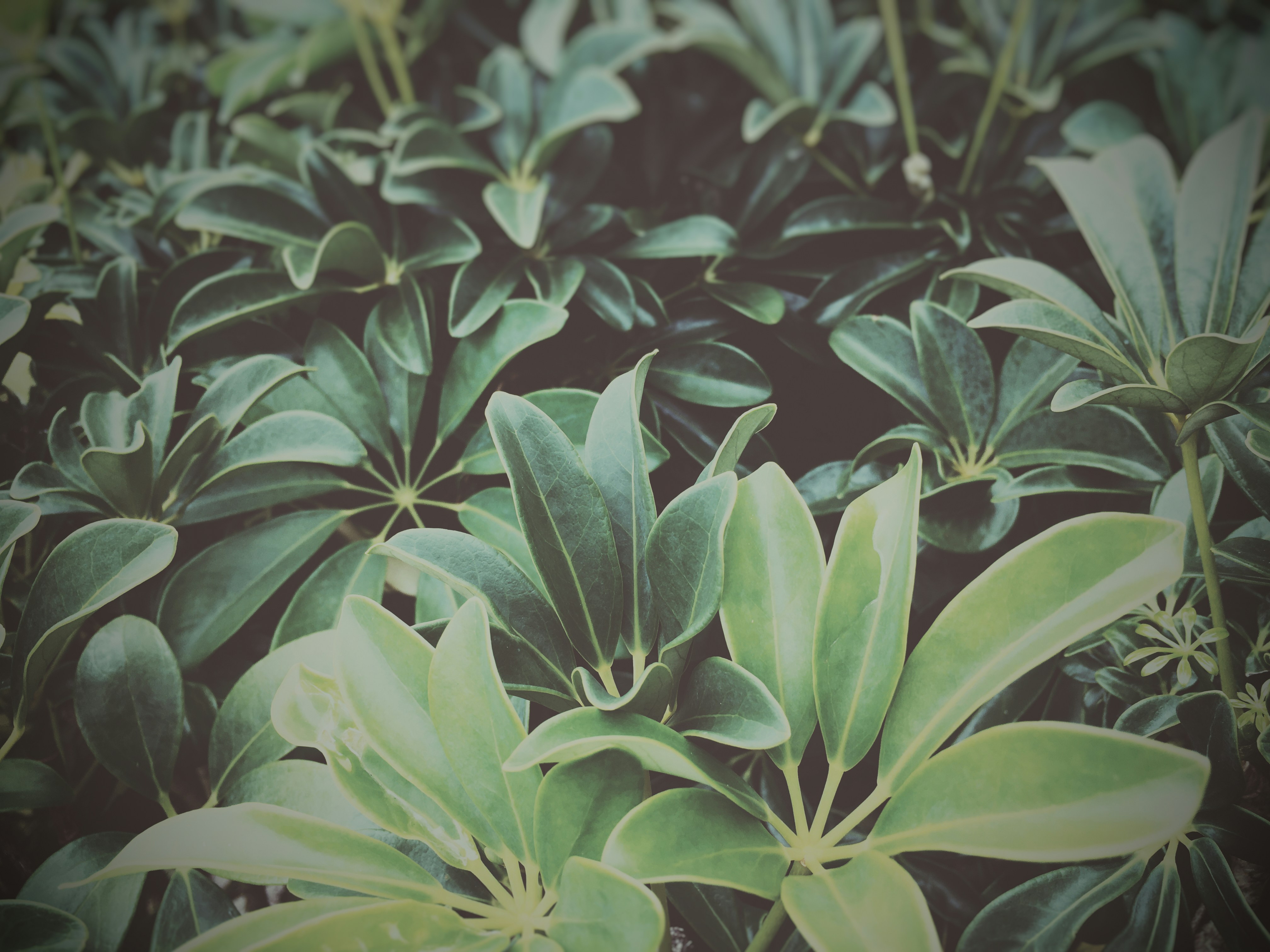 Hedge bushes on the side of a home.