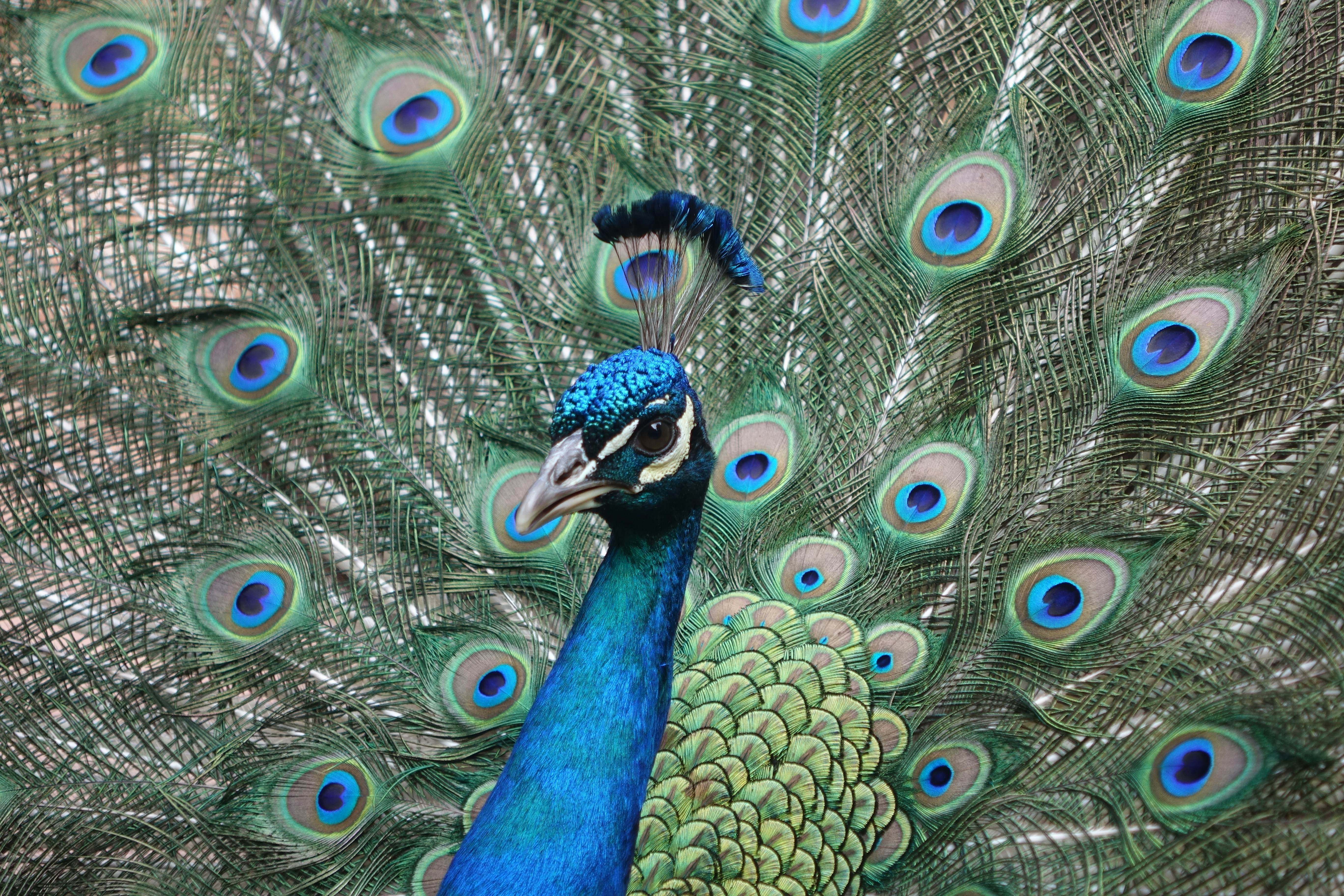 Photo by Arthur Tseng with Sony Cyber-shot RX10 II