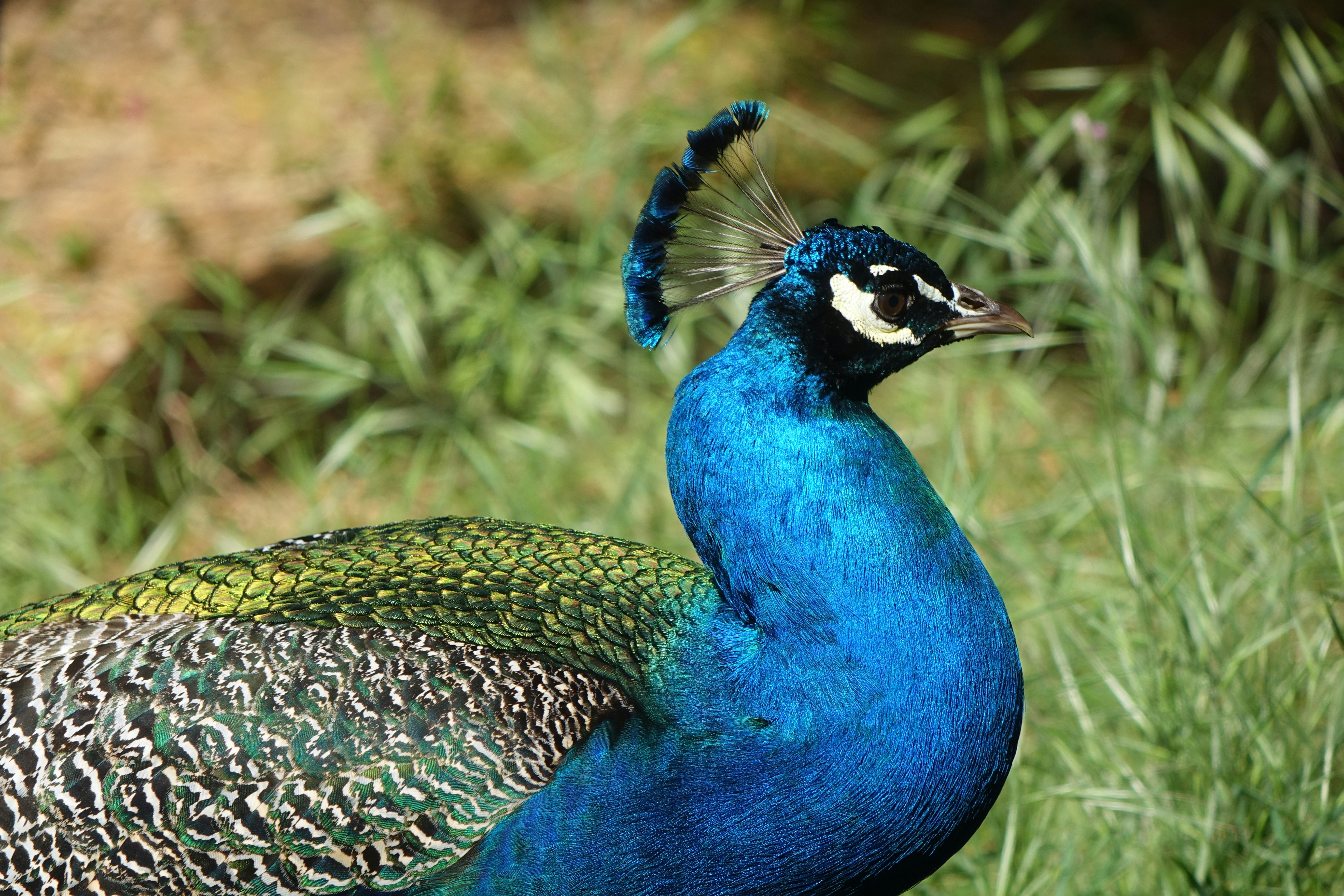 Close-up photograph of a peacock with iridescent blue neck and crest, set against a grassy background.