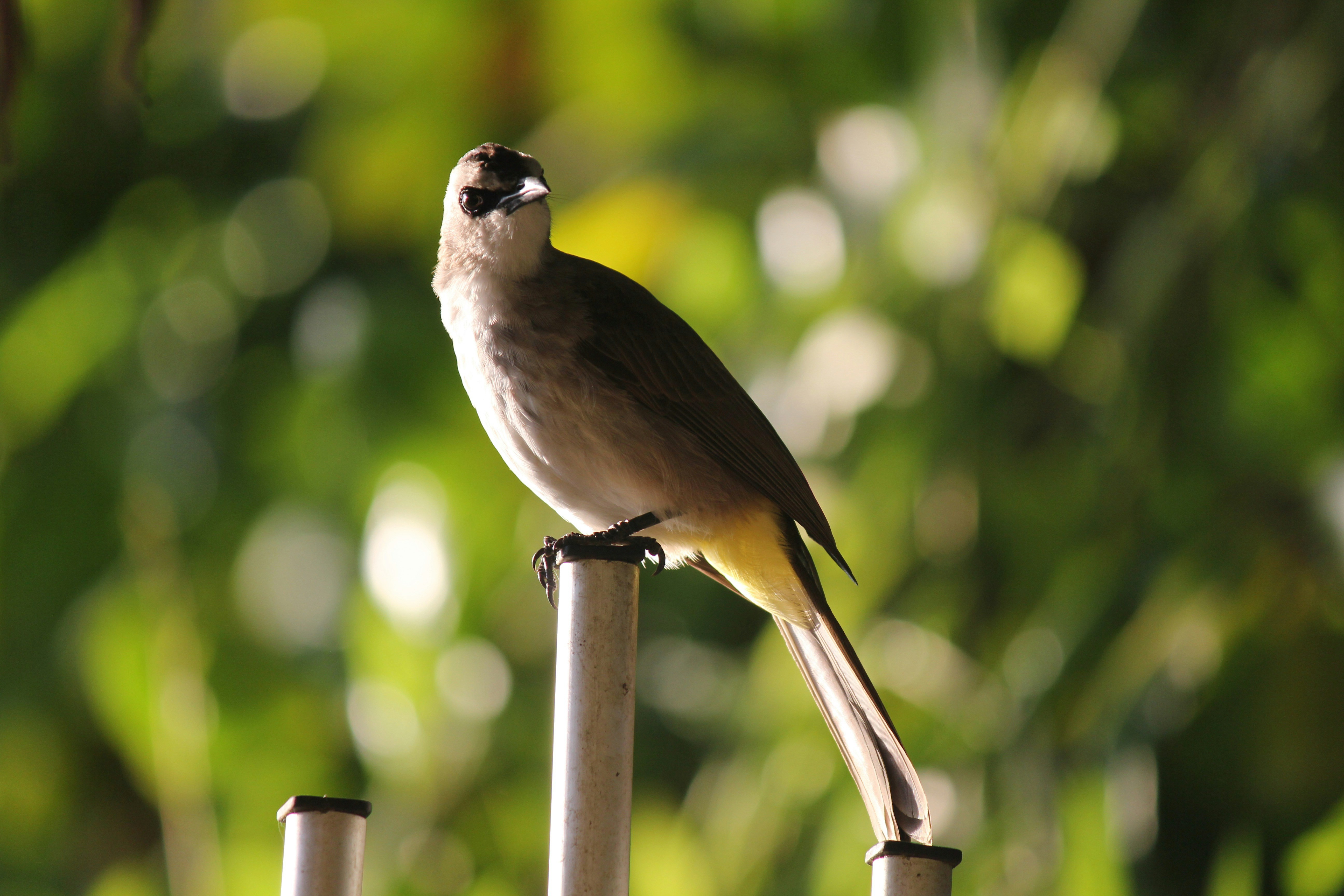 A yellow-vented bulbul looks you straight in the eye. 