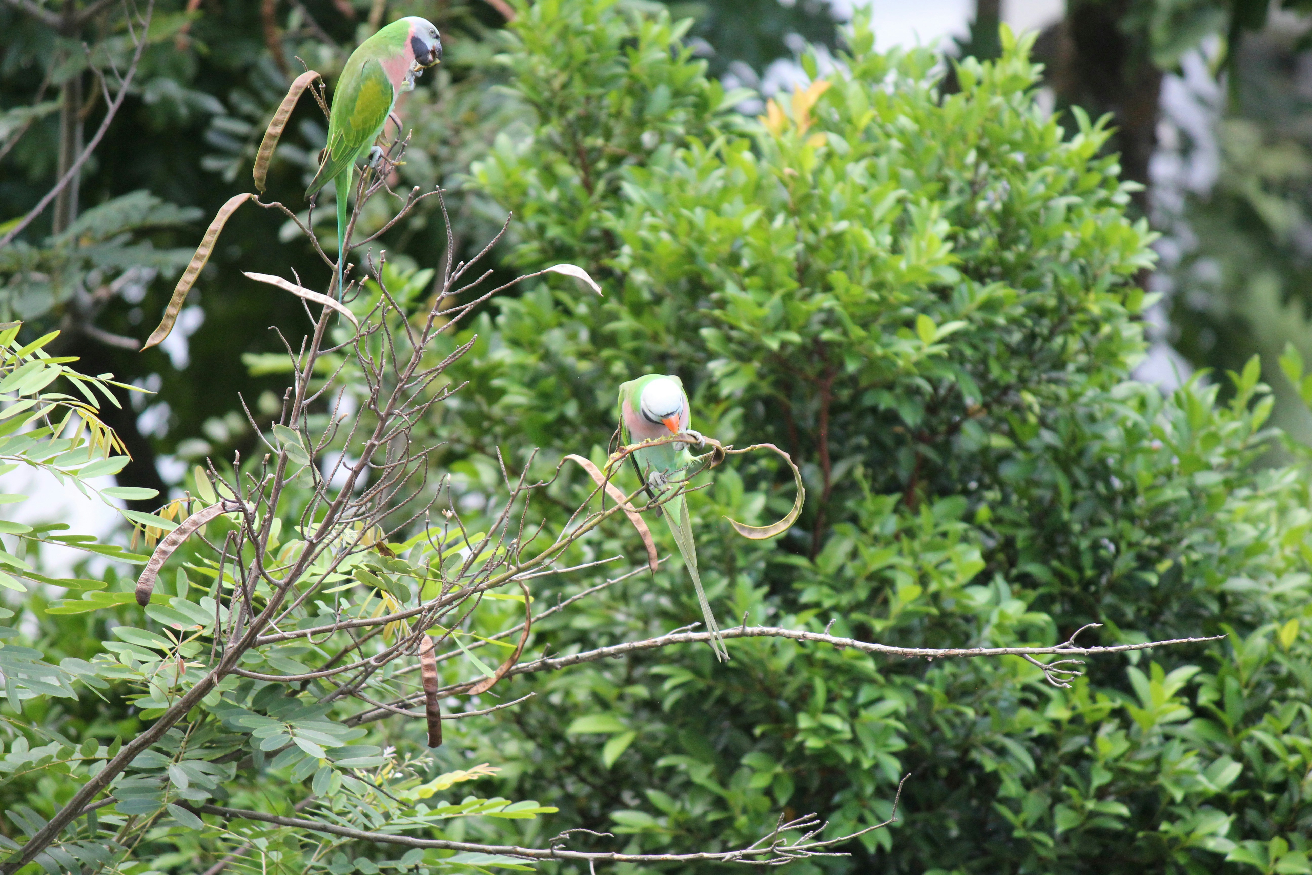 Two vibrant parrots perched on slender branches amidst lush greenery, showcasing their colorful plumage and natural habitat.