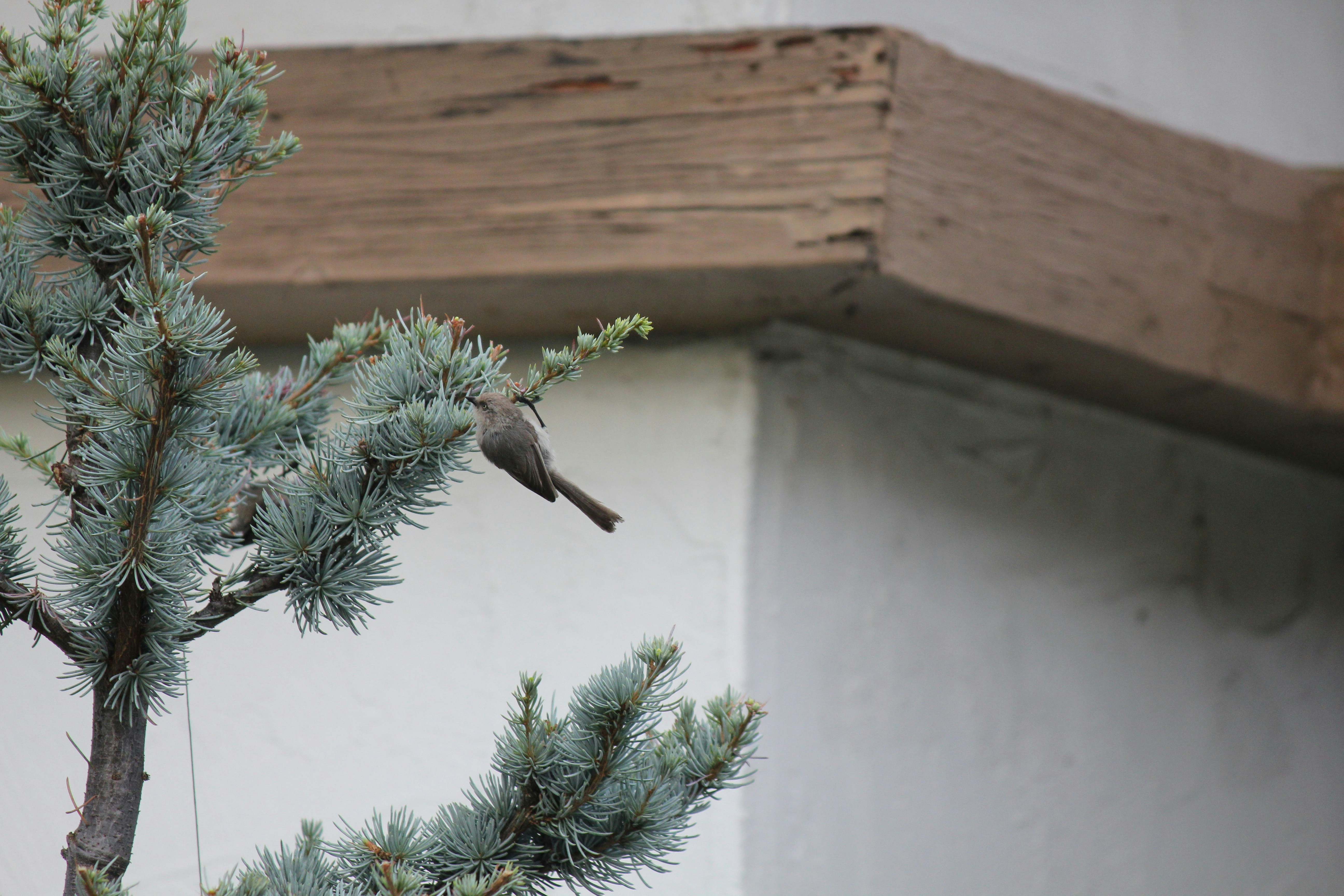 Bird perched on a branch of a pine tree, surrounded by soft blue-green needles against a neutral background.