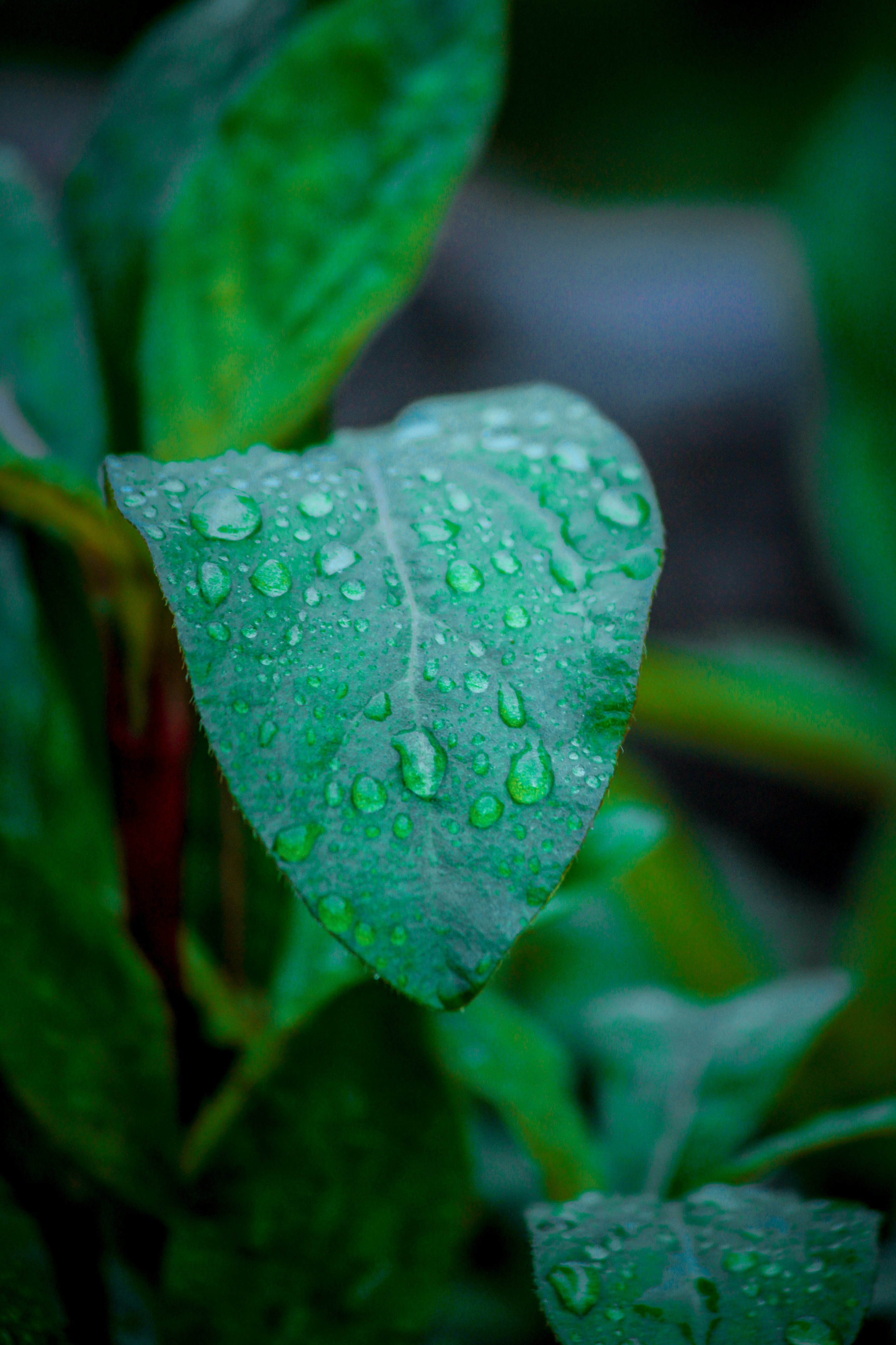 Gleaming Droplets Trace the Veins of a Rain-Kissed Leaf