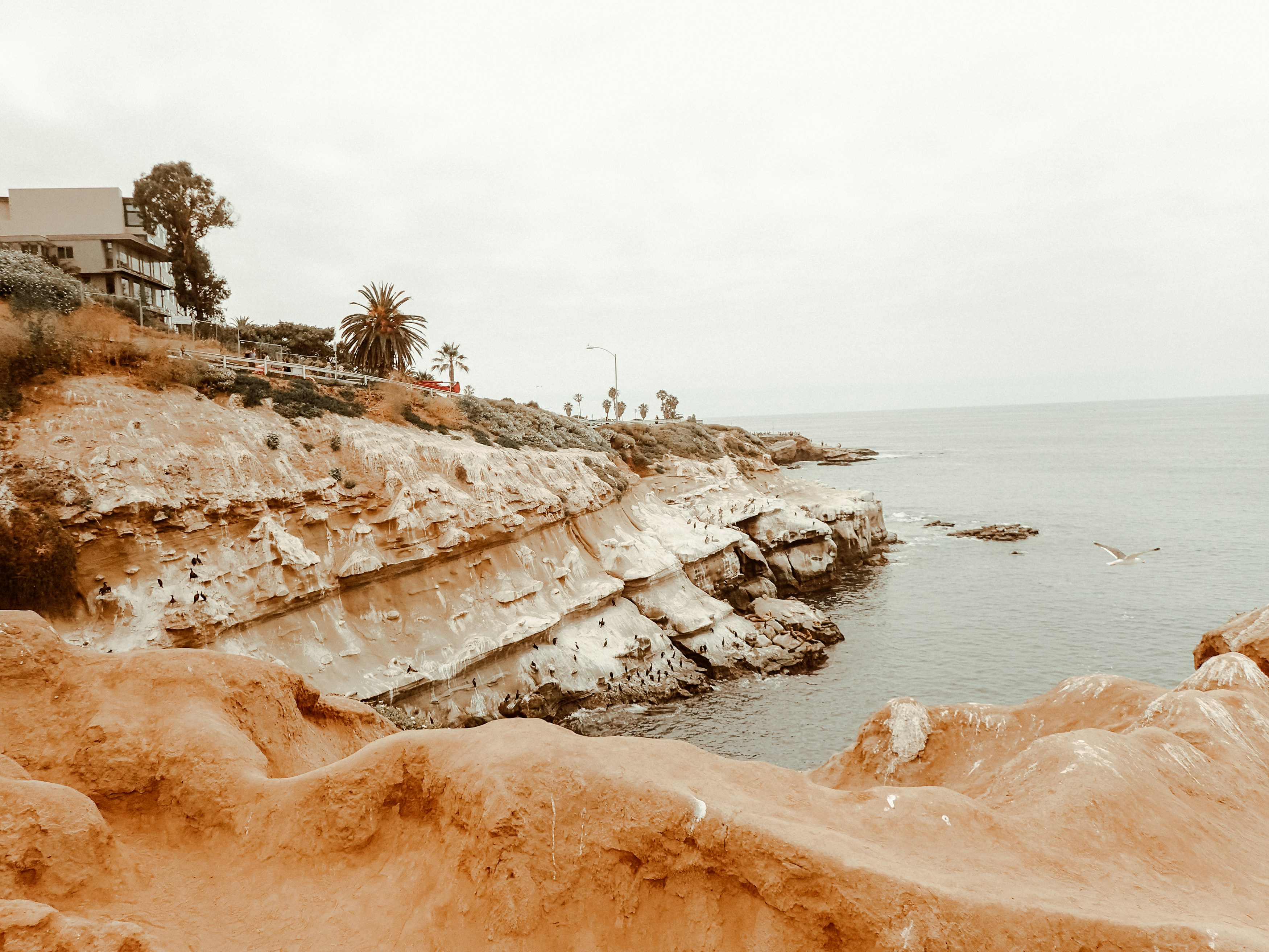 Rocky coastline with gentle waves lapping against the shore, framed by palm trees and distant buildings. A seagull glides gracefully above the water.